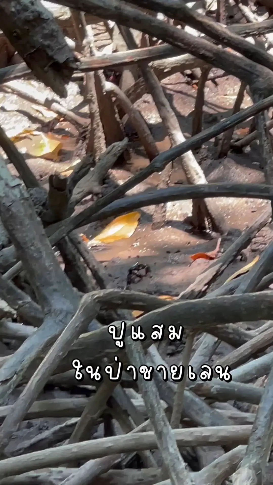 ปูแสม ป่าโกงกาง | วิดีโอที่เผยแพร่โดย บ้านสวนchaiwat | Lemon8