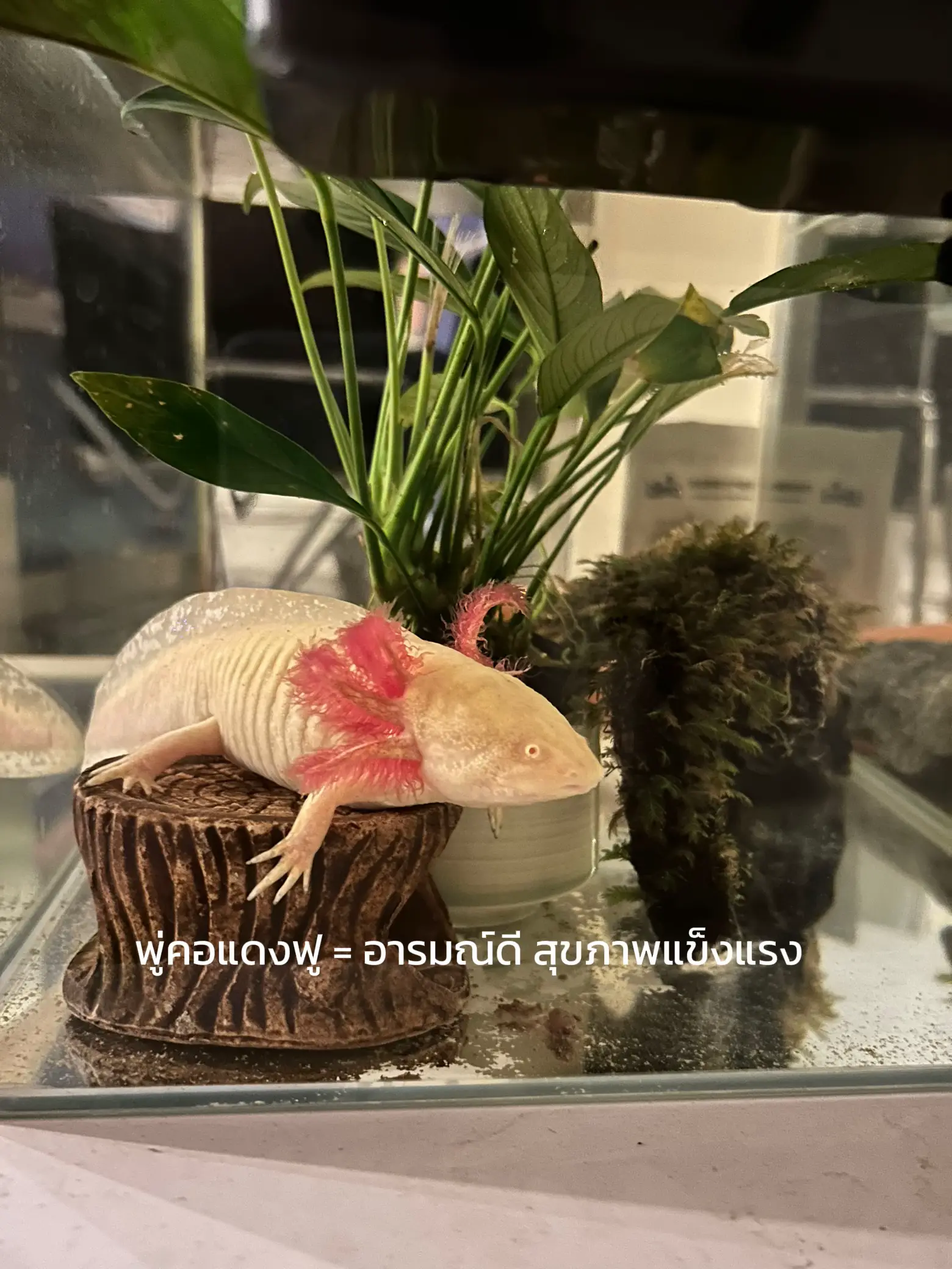 My little pet “Axolotl “🐶💦 | แกลเลอรีที่โพสต์โดย WenWen in China | Lemon8