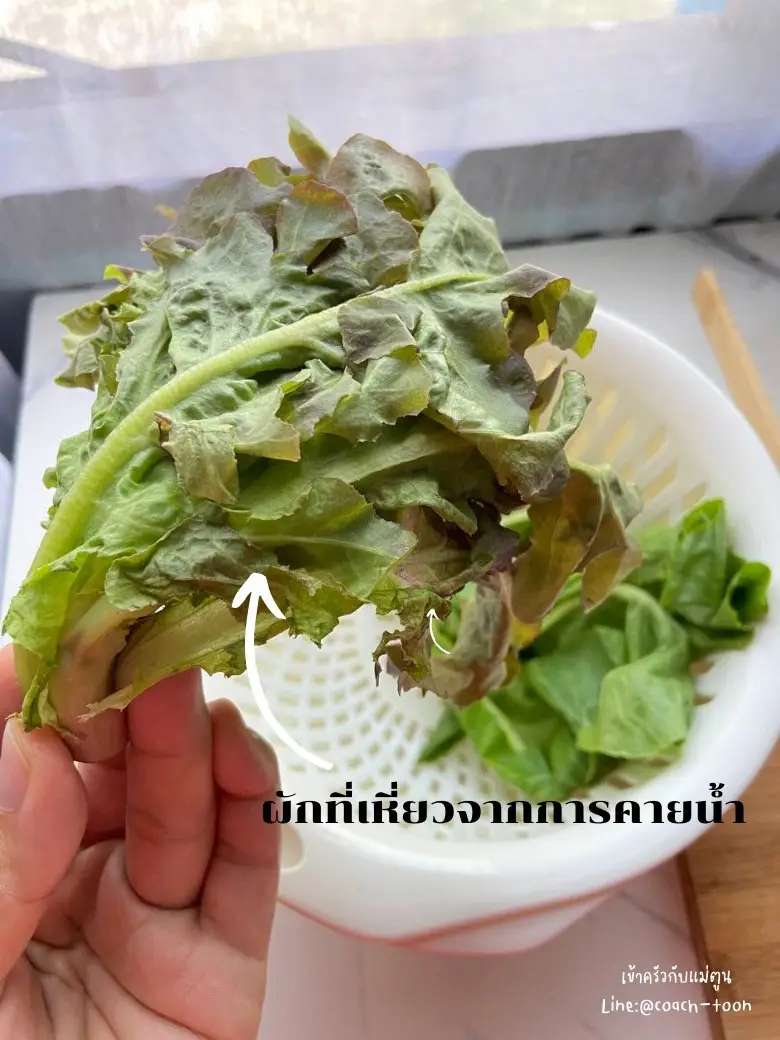 🥬”คืนชีพผักเหี่ยว“ ให้กลับมาสดอีกครั้ง | แกลเลอรีที่โพสต์โดย แม่ตูน ...