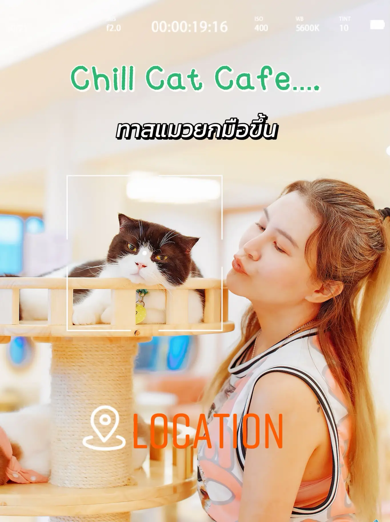 Chill Cat Cafe….สวรรค์ของคนรักแมว😻😻😻 | แกลเลอรีที่โพสต์โดย Jennie ...