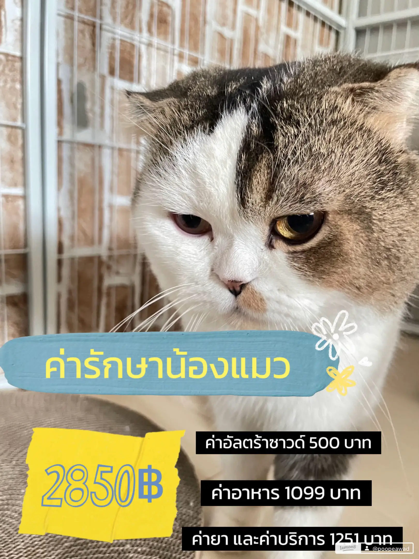 น้องแมวป่วยกระเพาะปัสสาวะอักเสบ | แกลเลอรีที่โพสต์โดย Poo🦀PEAW | Lemon8
