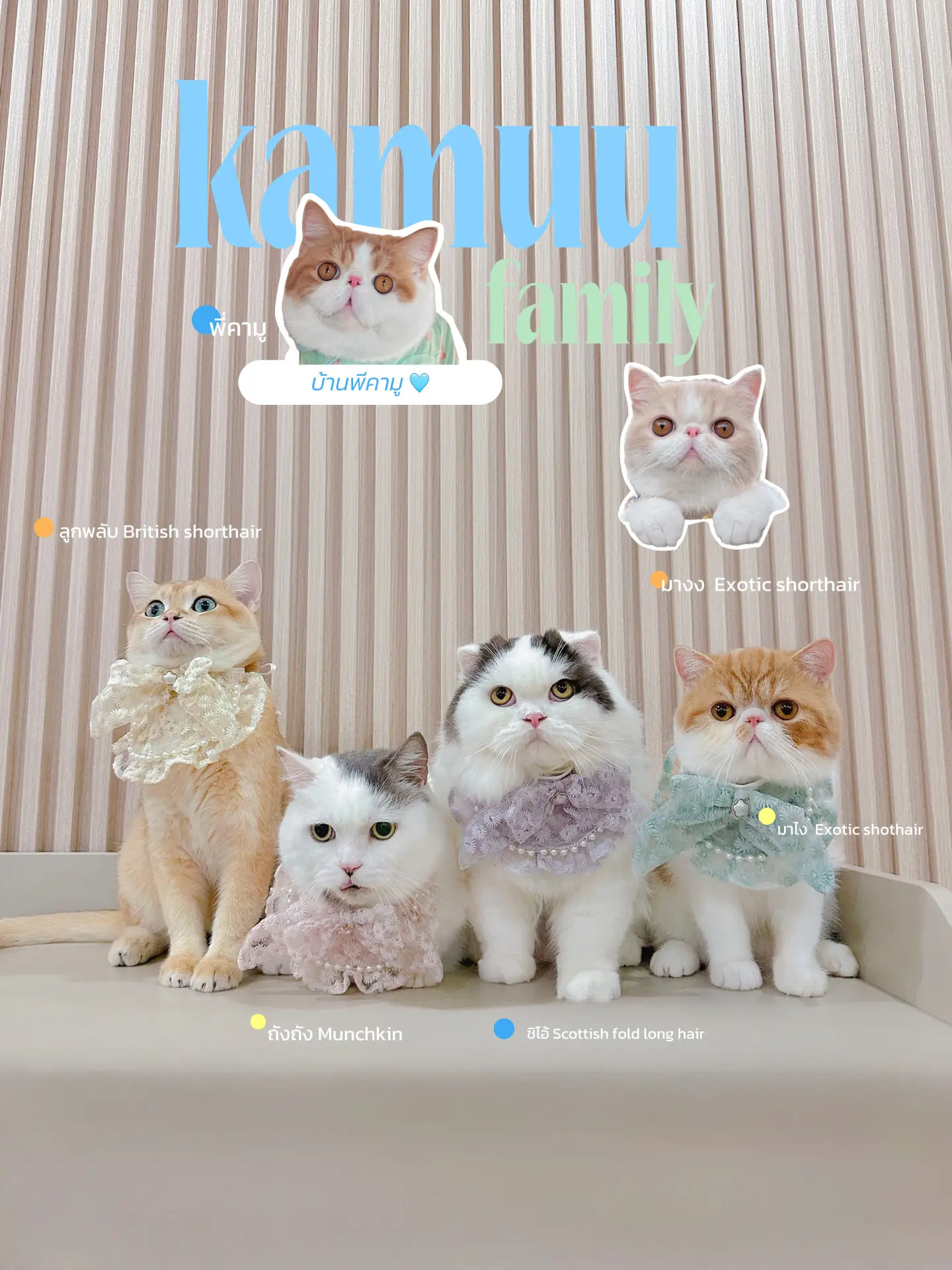 บ้านพี่คามู 🩵 | แกลเลอรีที่โพสต์โดย Kamuu | Lemon8