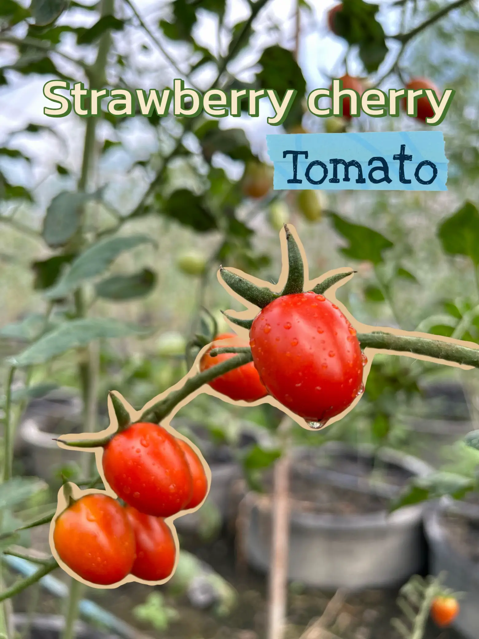 Strawberry cherry tomato | แกลเลอรีที่โพสต์โดย แพร์ | Lemon8
