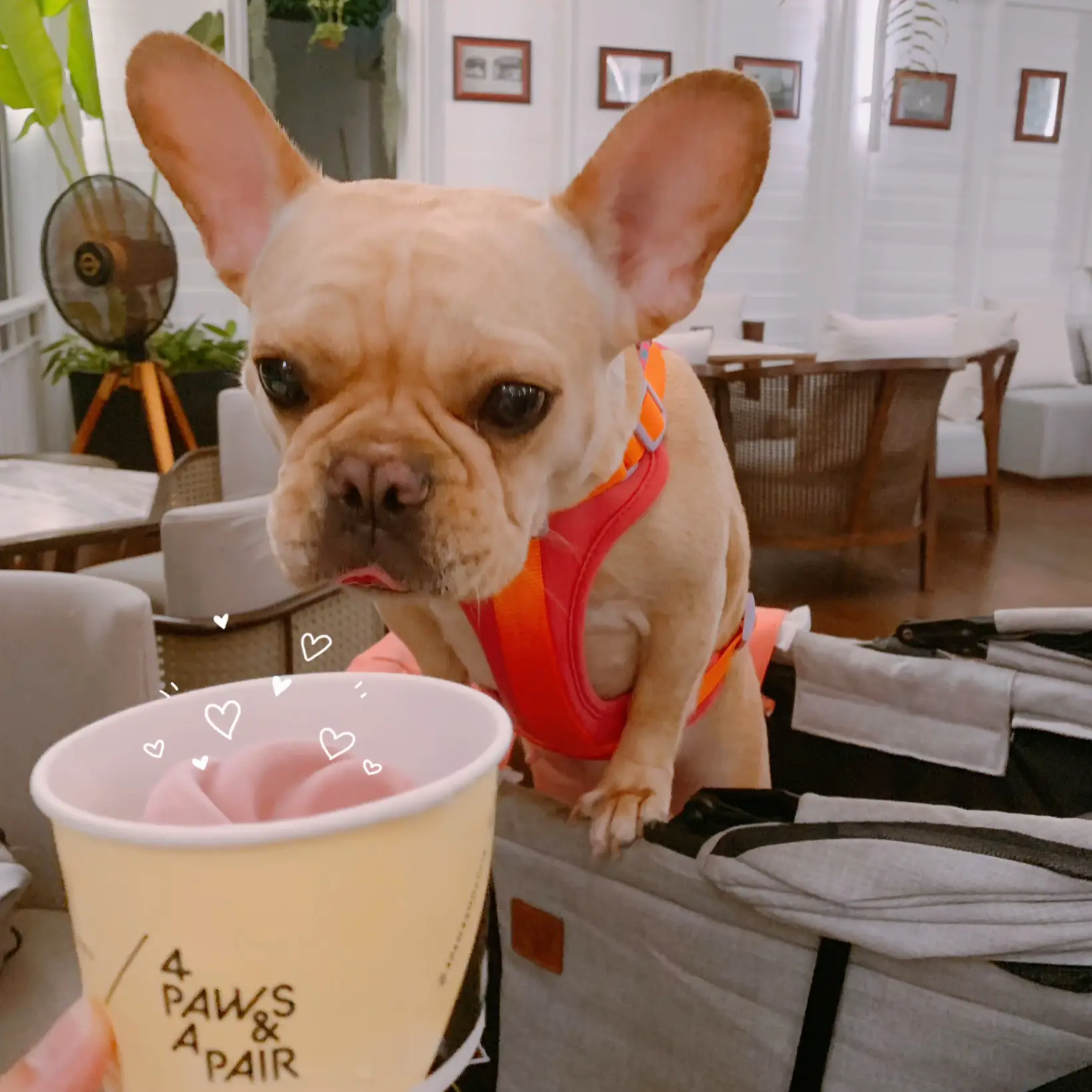 Pet Friendly Restaurant in HuaHin | แกลเลอรีที่โพสต์โดย Mama&Moca | Lemon8