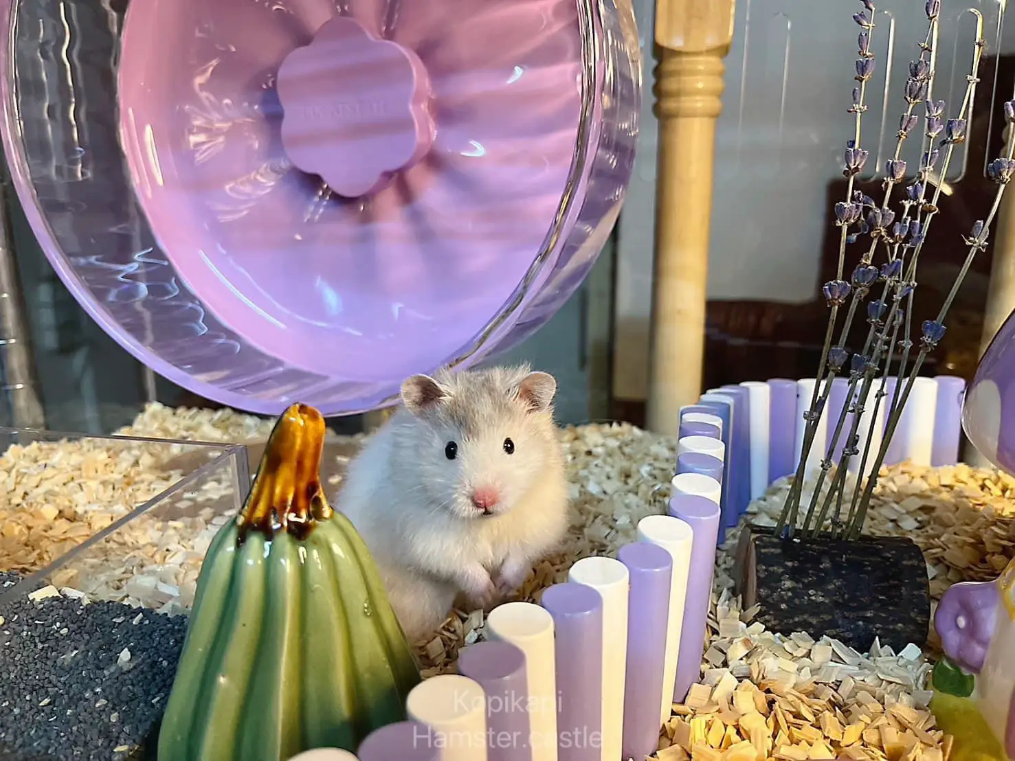 แปะพิกัดของแต่งกรงแฮมสเตอร์ 🐹 | แกลเลอรีที่โพสต์โดย Hamster.castle | Lemon8