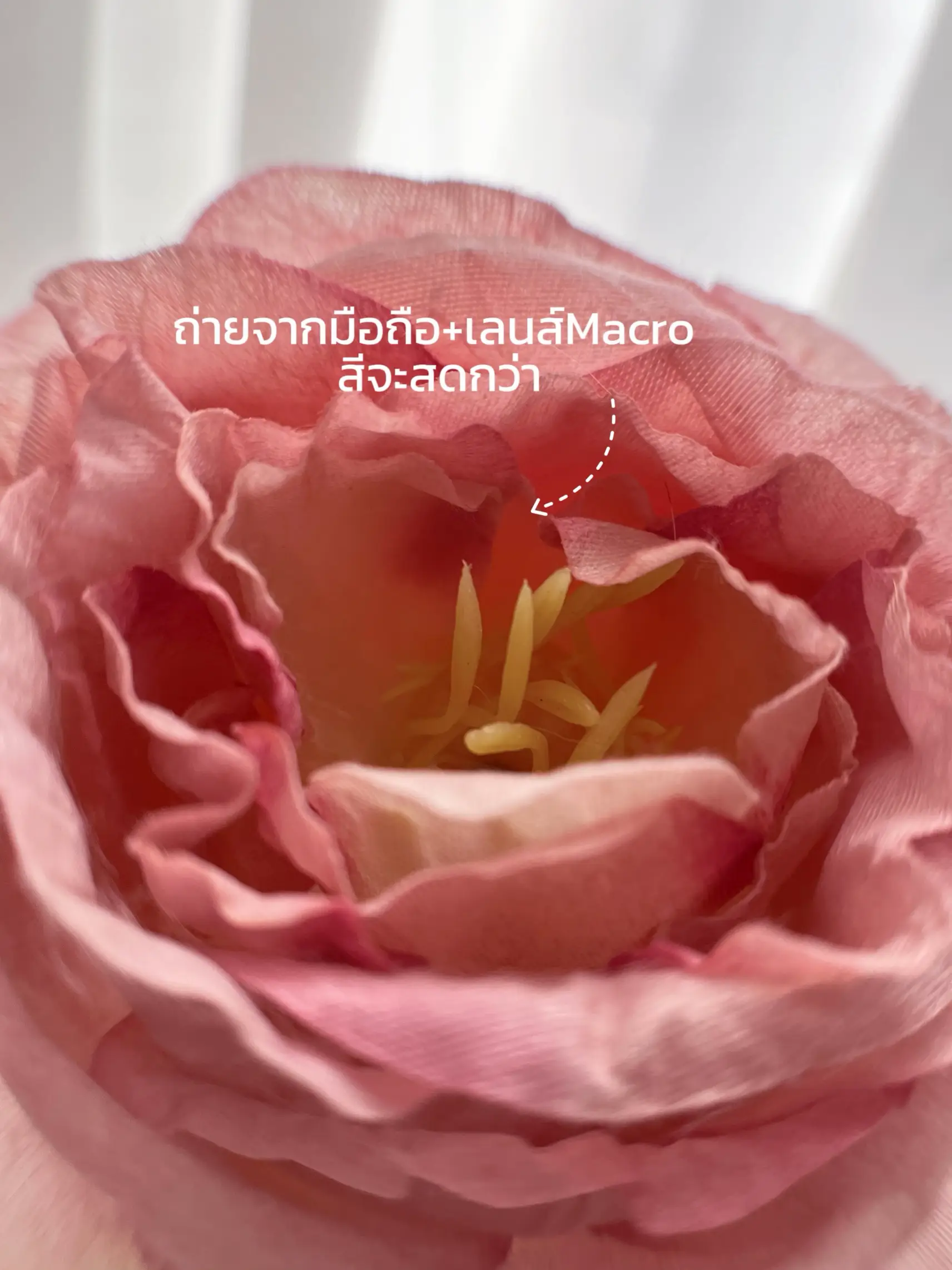 รีวิวเลนส์ Macro ถ่ายรูปสวยในราคาหลักร้อย | แกลเลอรีที่โพสต์โดย * myploy mareview🍒 | Lemon8