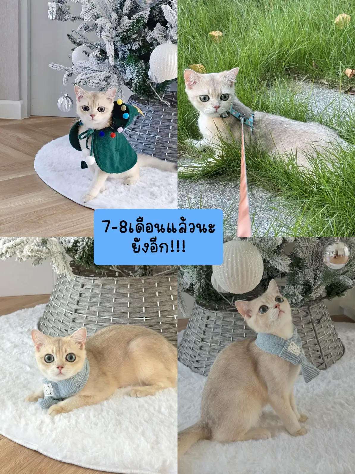 ผมเป็นแมวยืดเกือบปี (british shorthair) | แกลเลอรีที่โพสต์โดย rk | Lemon8