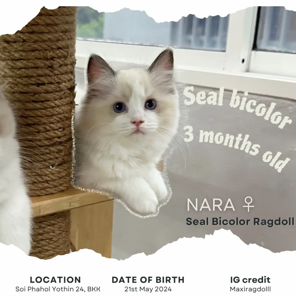 Bicolor Ragdoll | แกลเลอรีที่โพสต์โดย MaxiiRagdoll | Lemon8