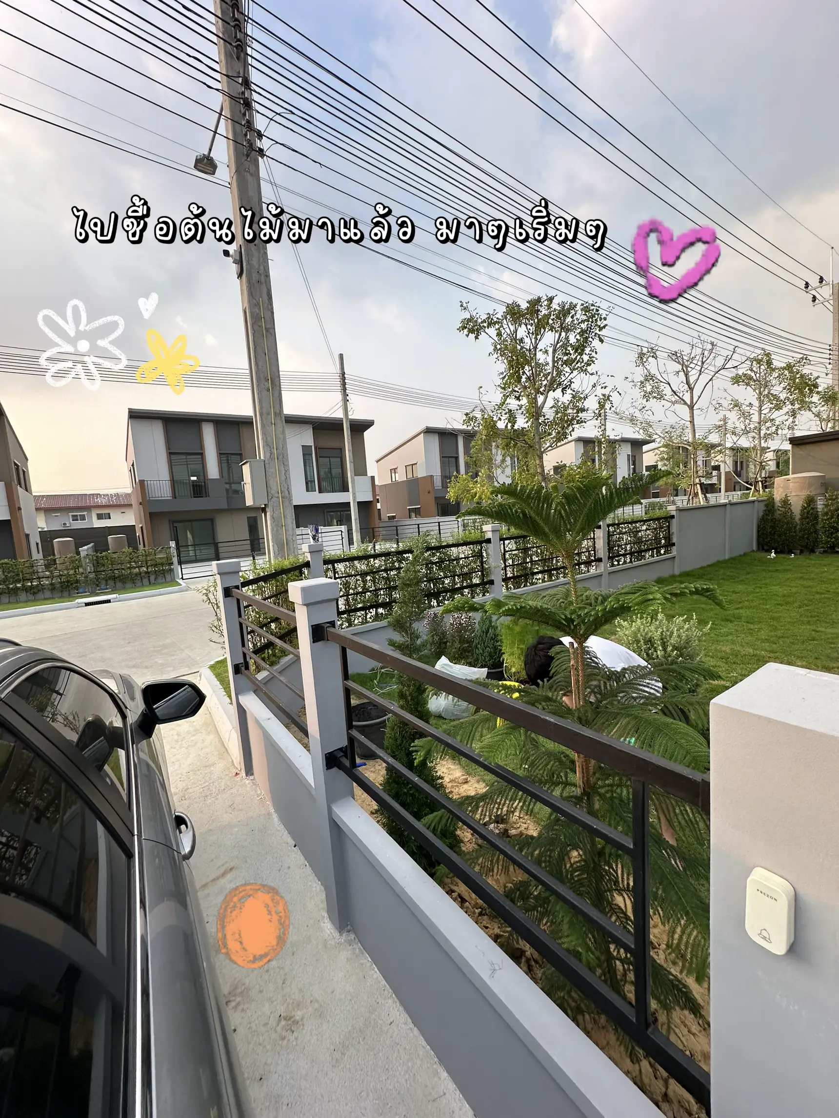 Review ต้นซิลเวอร์โอ๊คในสวนกลางบ้าน 🌳 | แกลเลอรีที่โพสต์โดย yu.t.baan ...