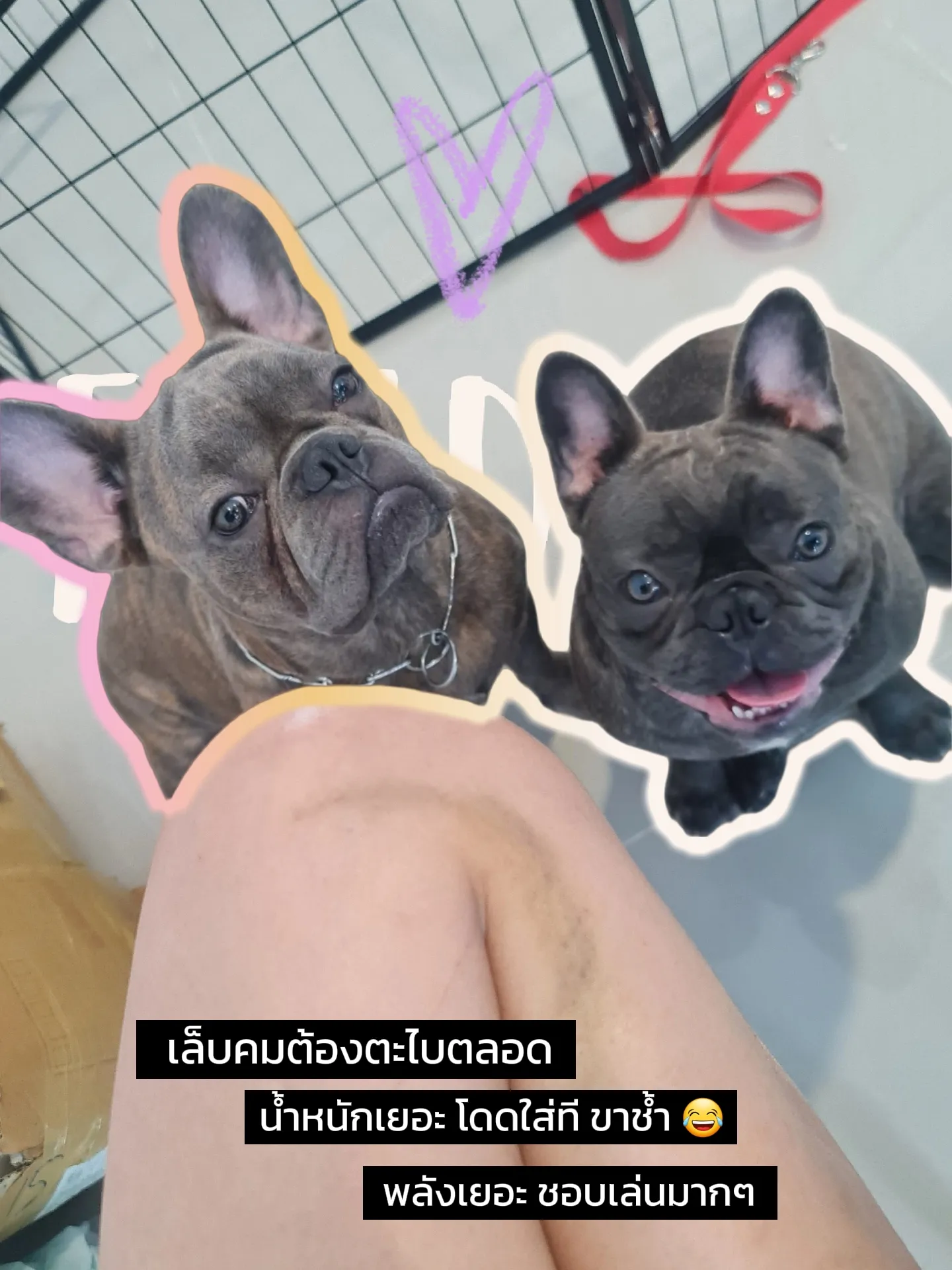 นิสัยที่ต้องรู้ก่อนเลี้ยง french bulldog! ‼️ | แกลเลอรีที่โพสต์โดย PP.PAPIT | Lemon8