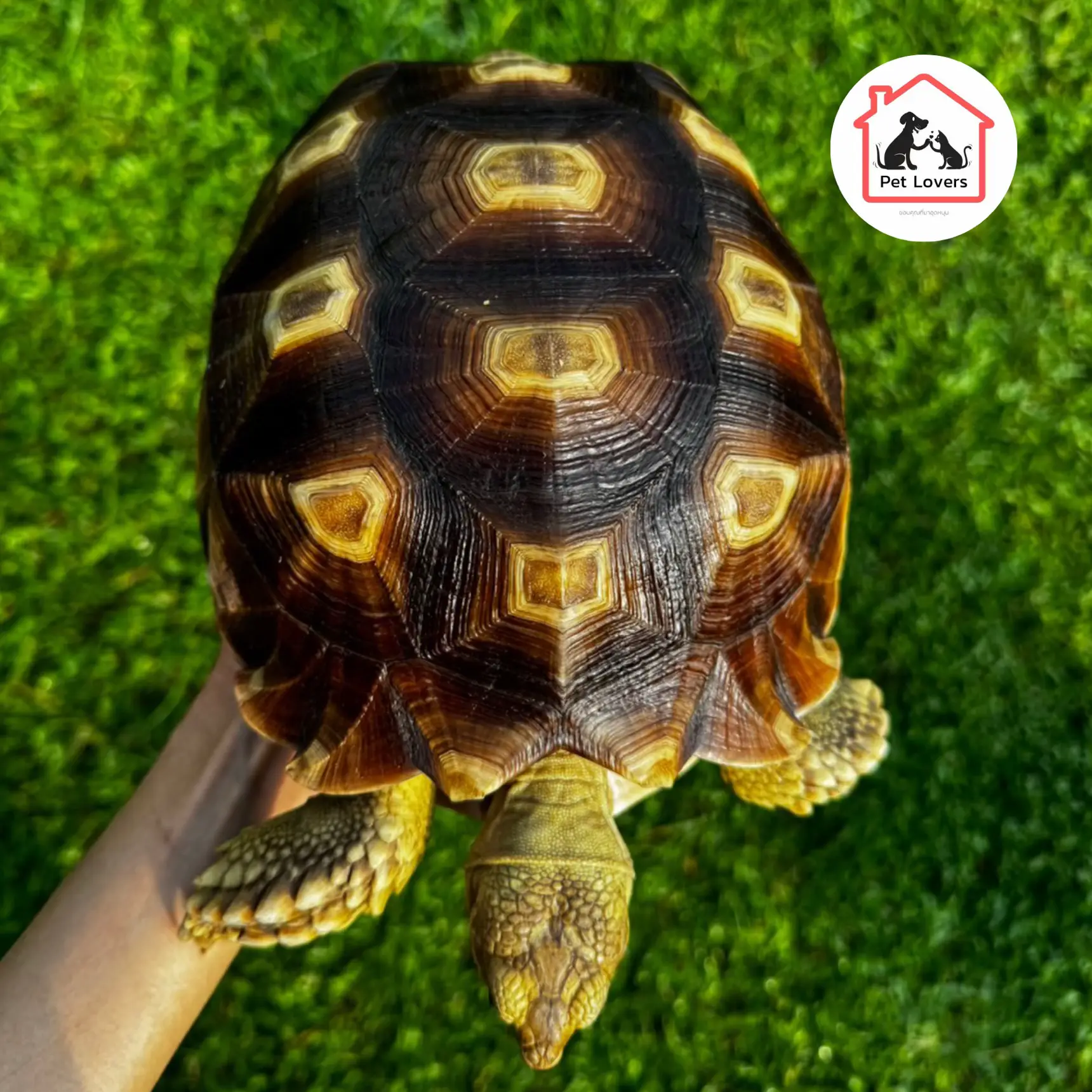 ยูริคเต่าคืออะไร? | แกลเลอรีที่โพสต์โดย Pet lovers | Lemon8