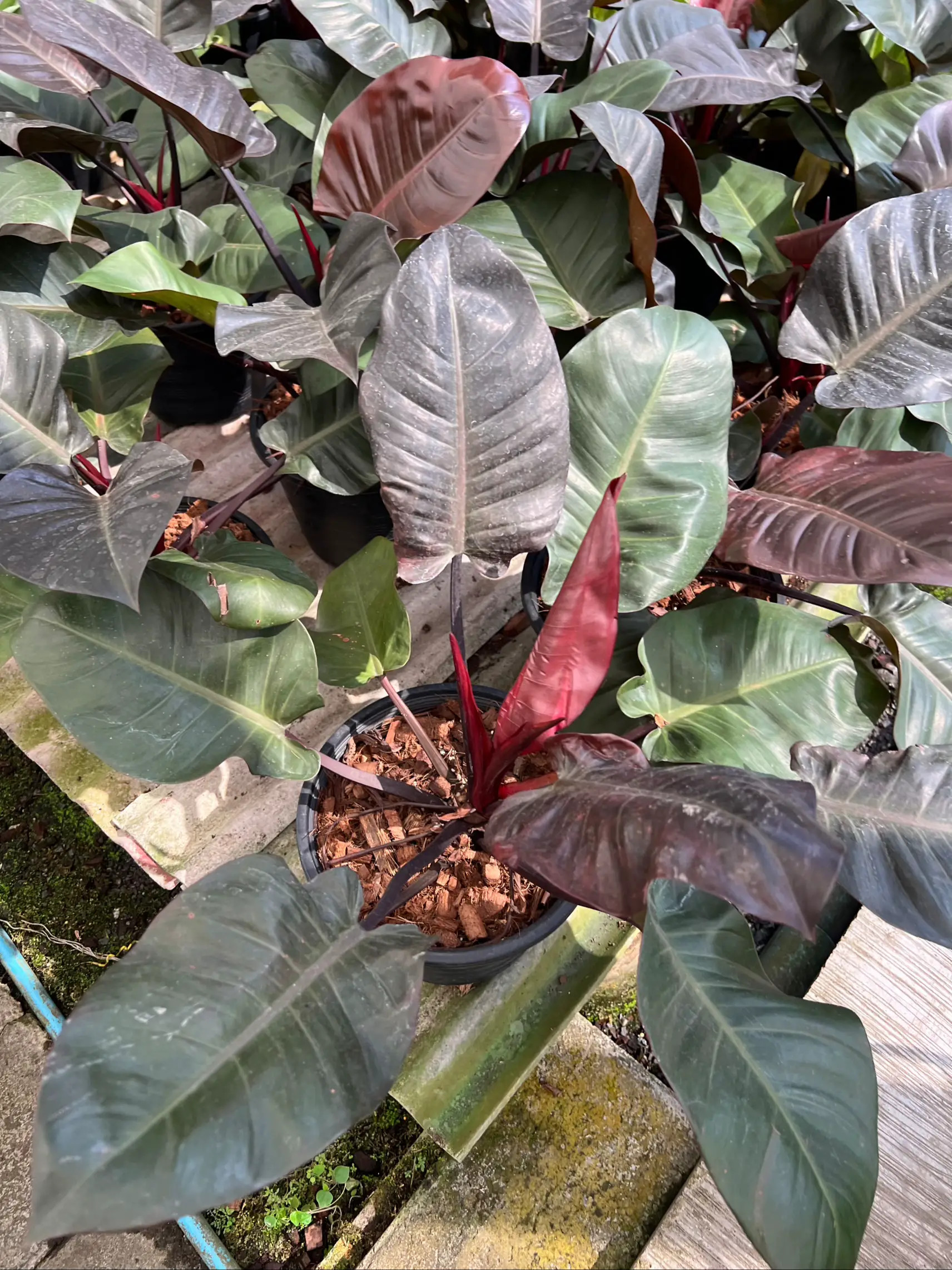 Philodendron black cardinal black caninal black baby car | Gallery ...