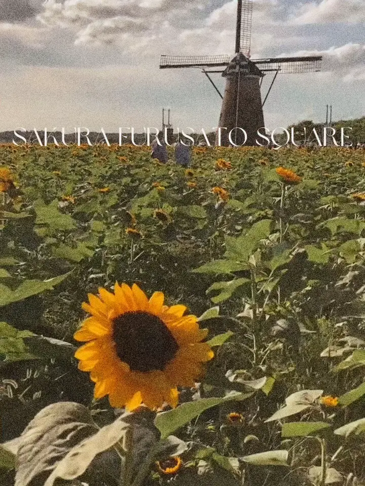 💐Sakura Furusato Square🎌 | วิดีโอที่เผยแพร่โดย looktripholiday | Lemon8