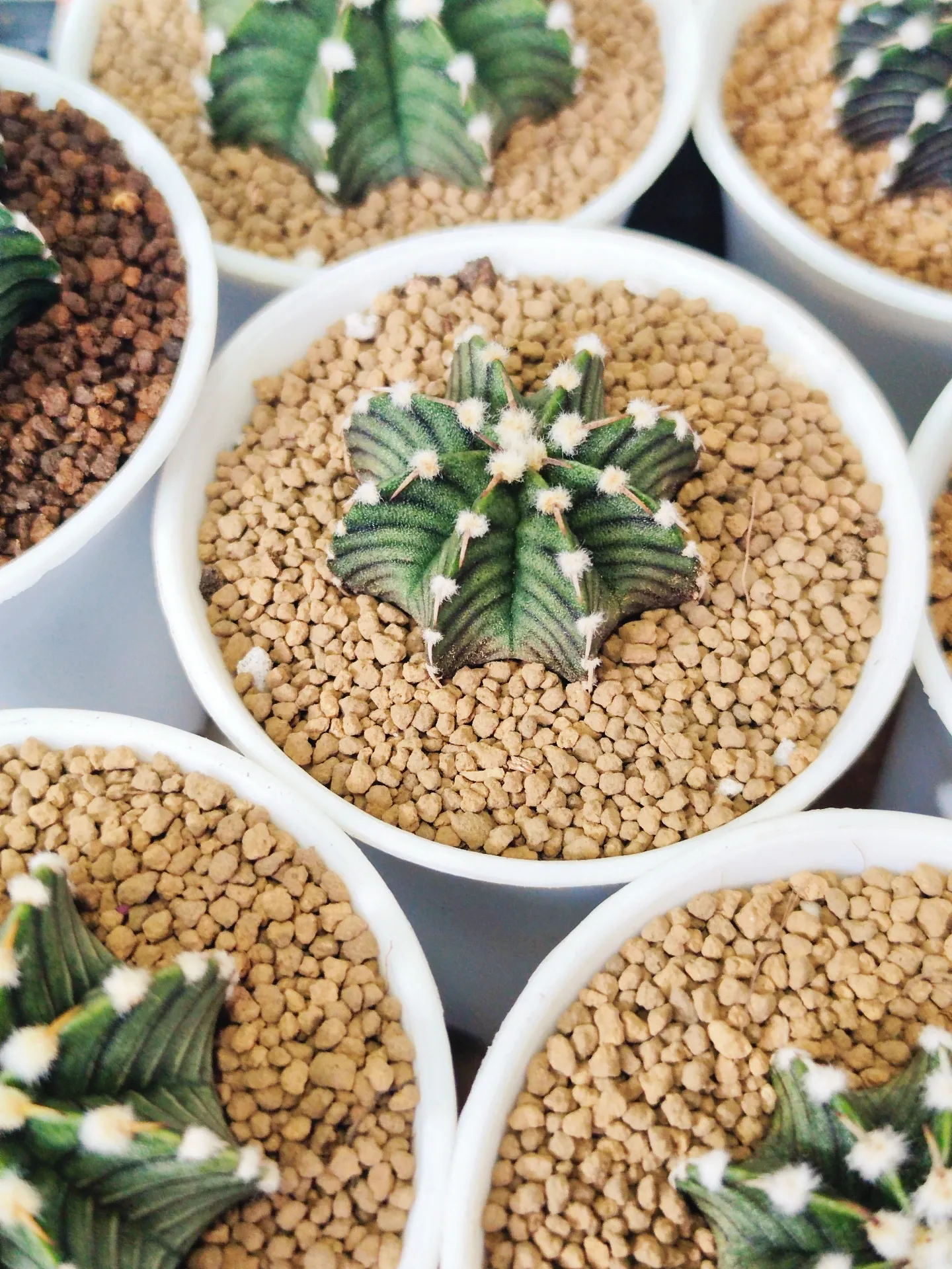 VoS014A | แกลเลอรีที่โพสต์โดย JODnursery | Lemon8