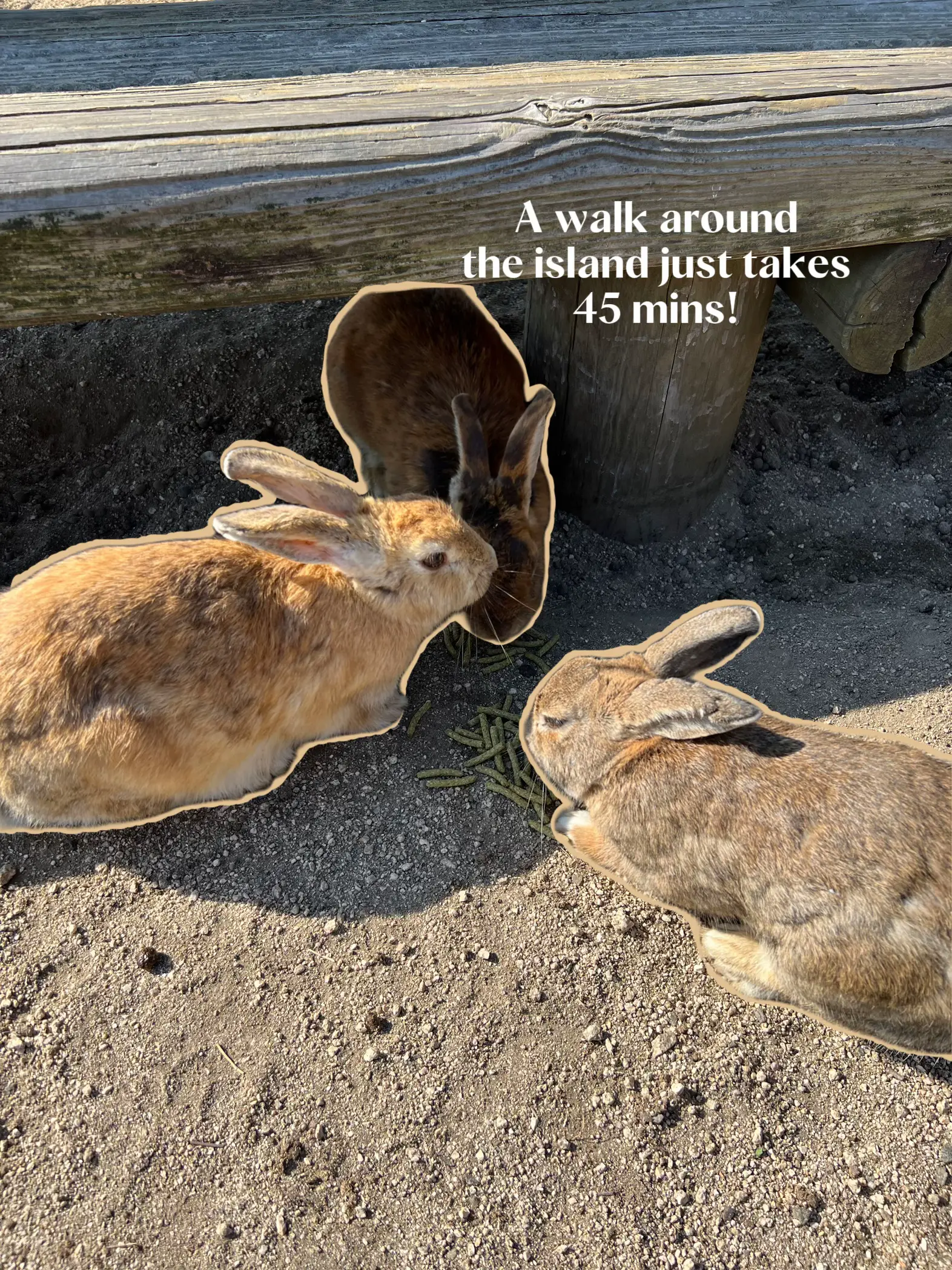 An Island Full of Rabbits in Japan! | Gallery posted by Eliz •ᴗ• | Lemon8