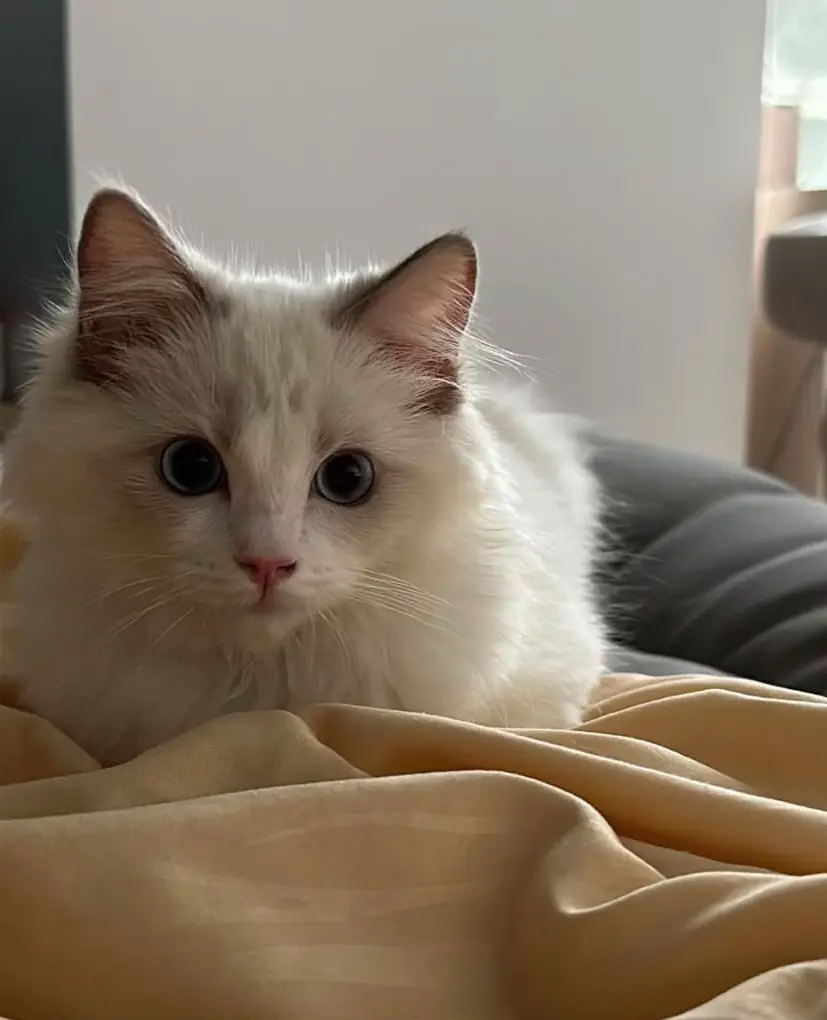 Ragdoll แมวตุ๊กตาผ้า🐈 แงวตัวแรกของเรา🫶🏻🩵 | แกลเลอรีที่โพสต์โดย babe🦋 | Lemon8