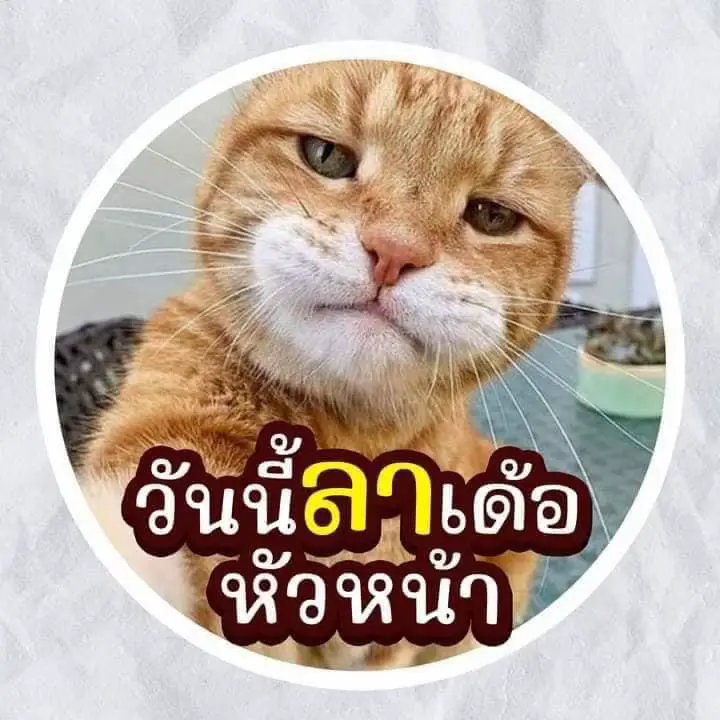 รูปโปรไฟล์กวนๆ ใช้ตั้งในไลน์วันหยุดงาน | แกลเลอรีที่โพสต์โดย koravich ...