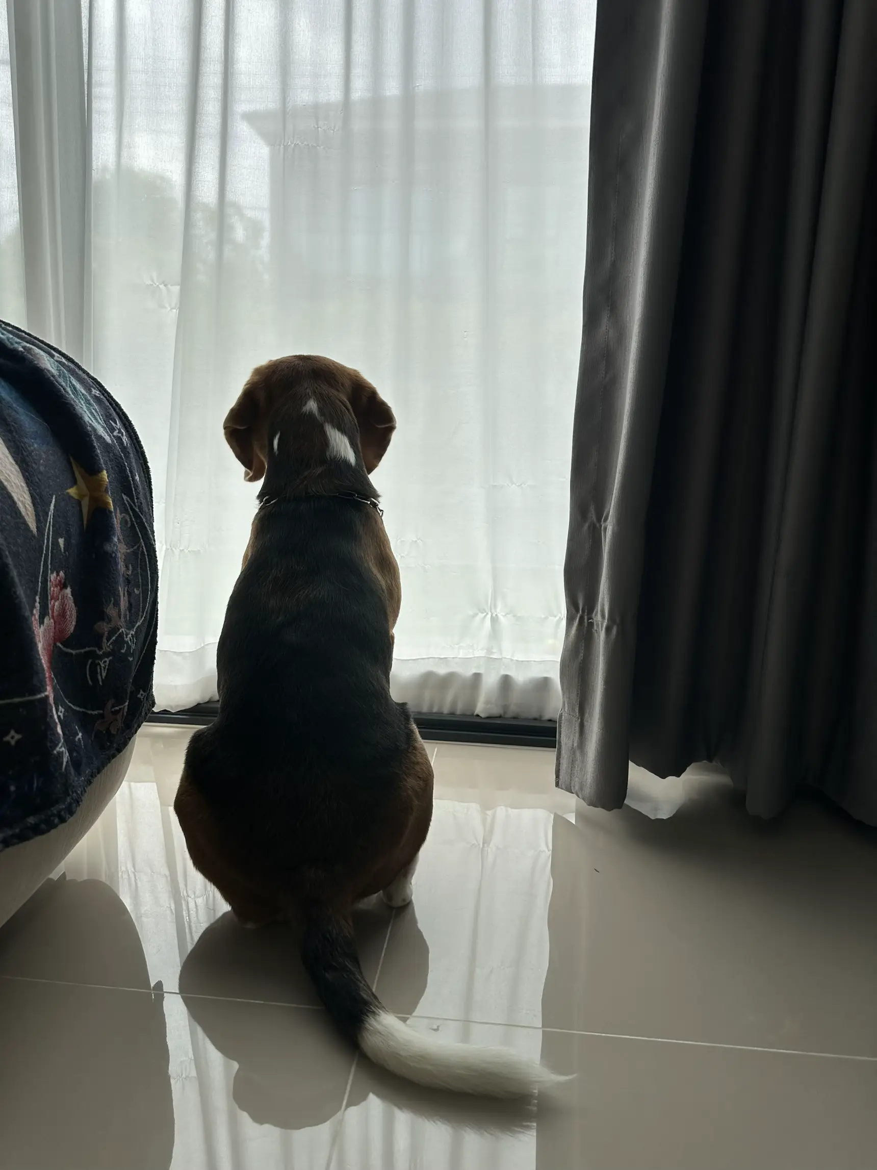 ตามติดชีวิตสัตว์เลี้ยง | แกลเลอรีที่โพสต์โดย NUTSUDA | Lemon8