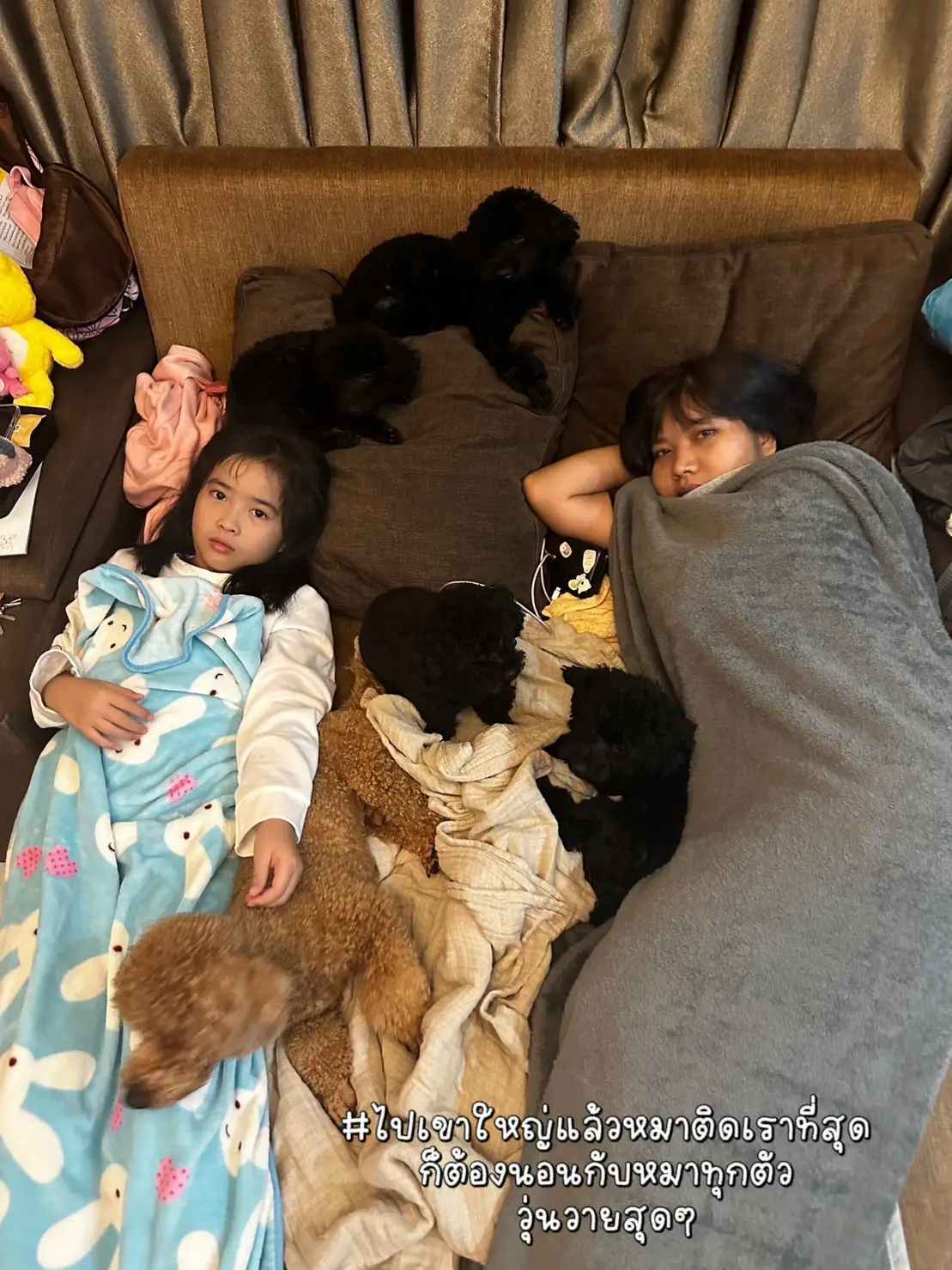 พุดเดิ้ลตัวแรกตอน 19 ปี 🐶 | แกลเลอรีที่โพสต์โดย Bua Bua | Lemon8