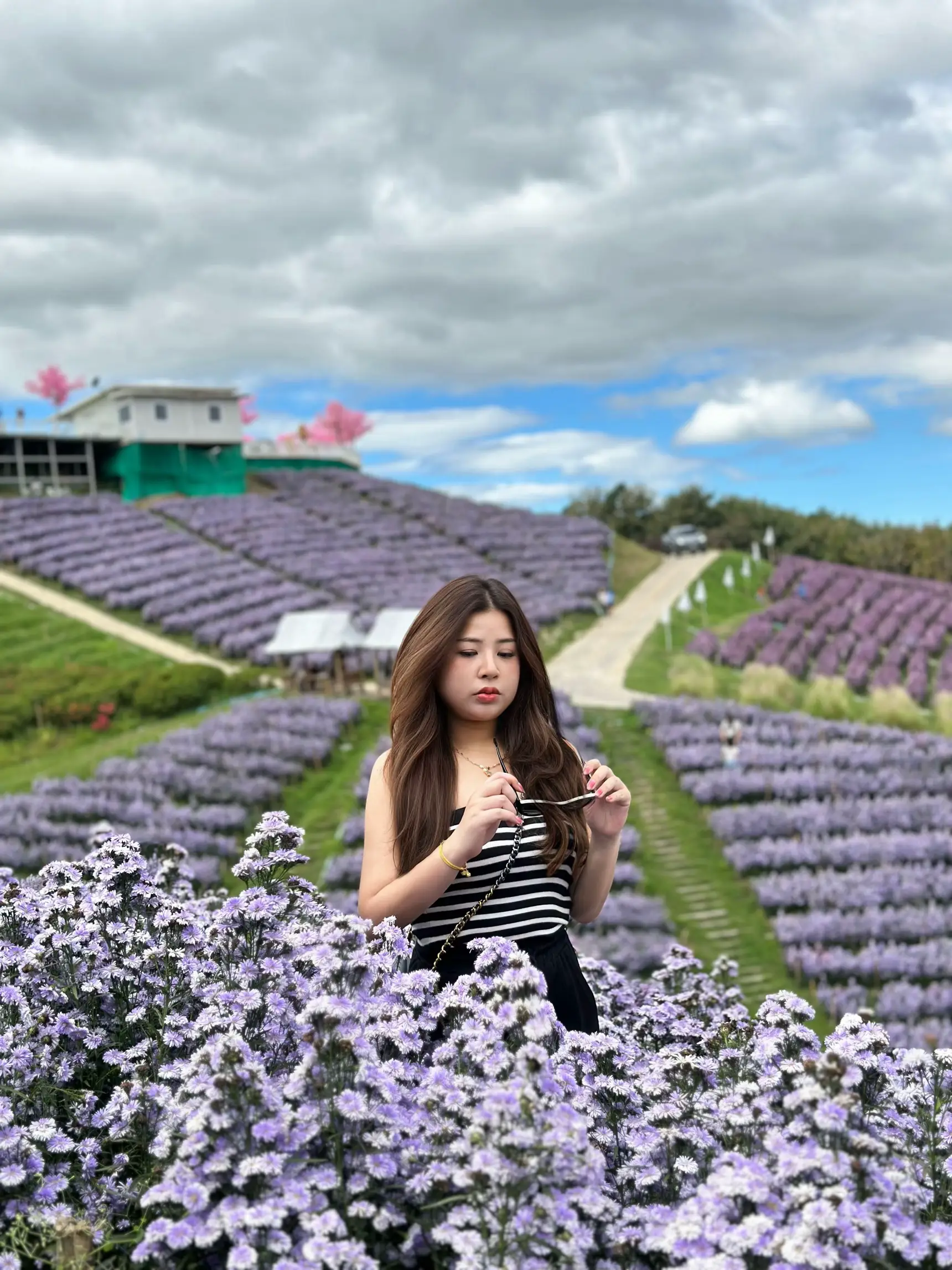 hydrangea cafe in khao kho 🪻🌾 | แกลเลอรีที่โพสต์โดย Nattida Donat | Lemon8