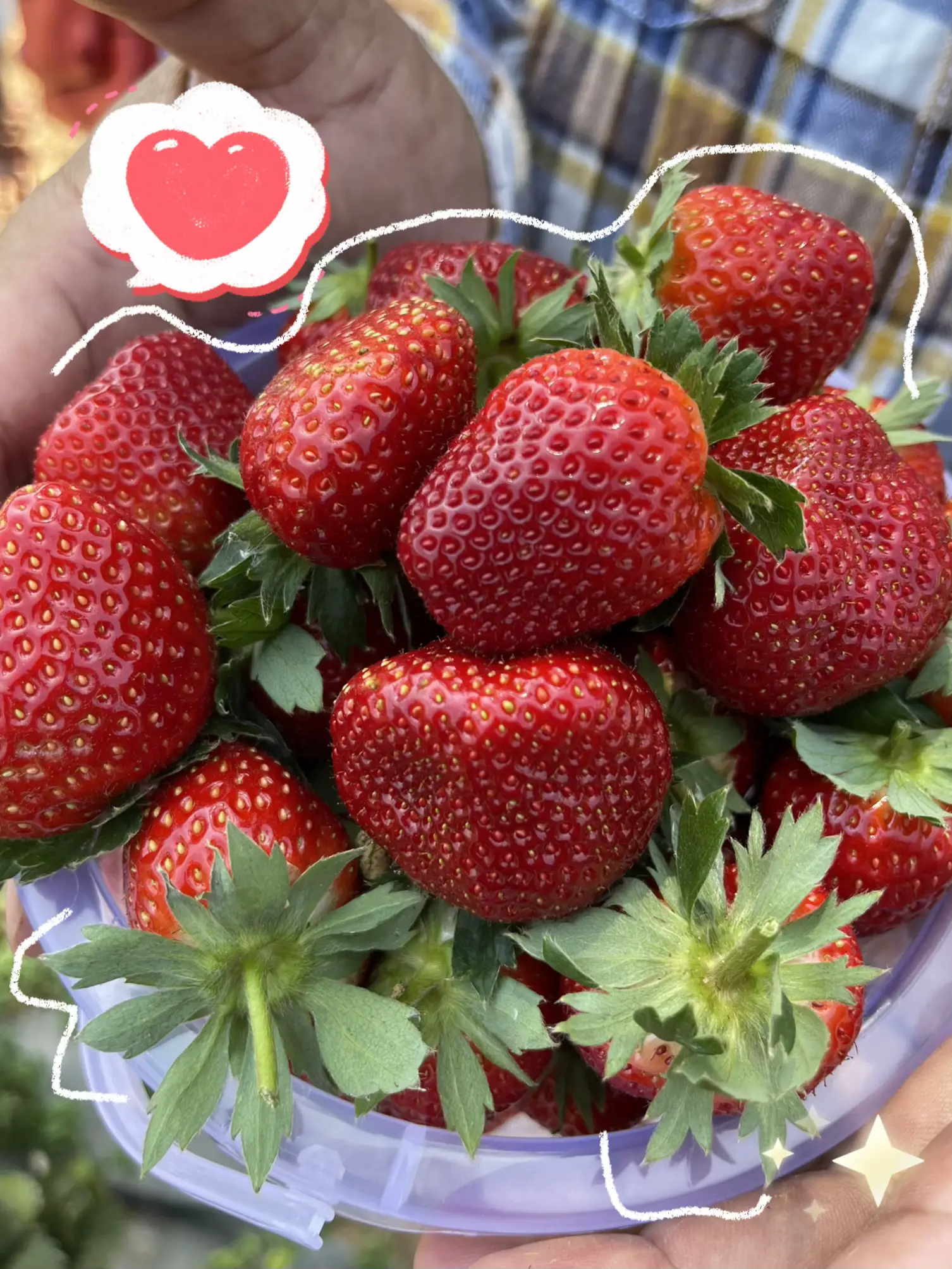 ไปเก็บ Strawberry กัน!! 🍓 | แกลเลอรีที่โพสต์โดย TkwaawkT | Lemon8