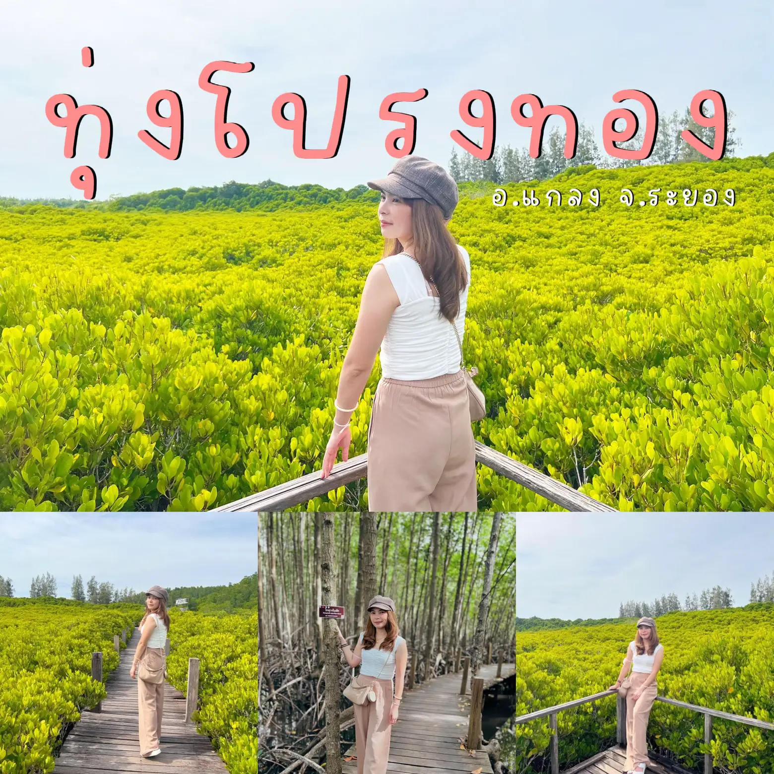🌳 Fields of gold. Gang-down, Rayong Mon. 🌳 | Gallery posted by MeawnamZ Namtan | Lemon8
