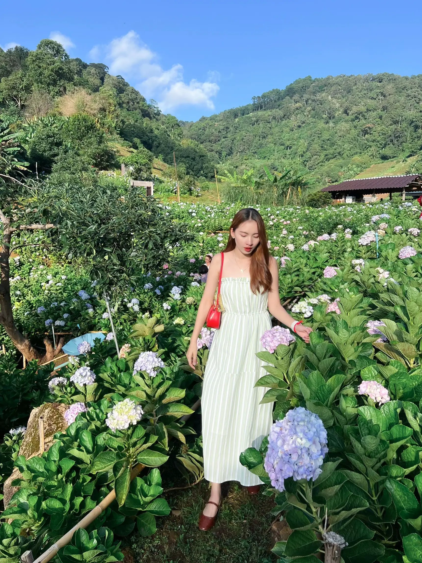 พิกัด สวนดอกไม้ม่อนแจ่ม อ.แม่ริมเชียงใหม่ 💐💐⛰️ | แกลเลอรีที่โพสต์โดย Kru gee | Lemon8