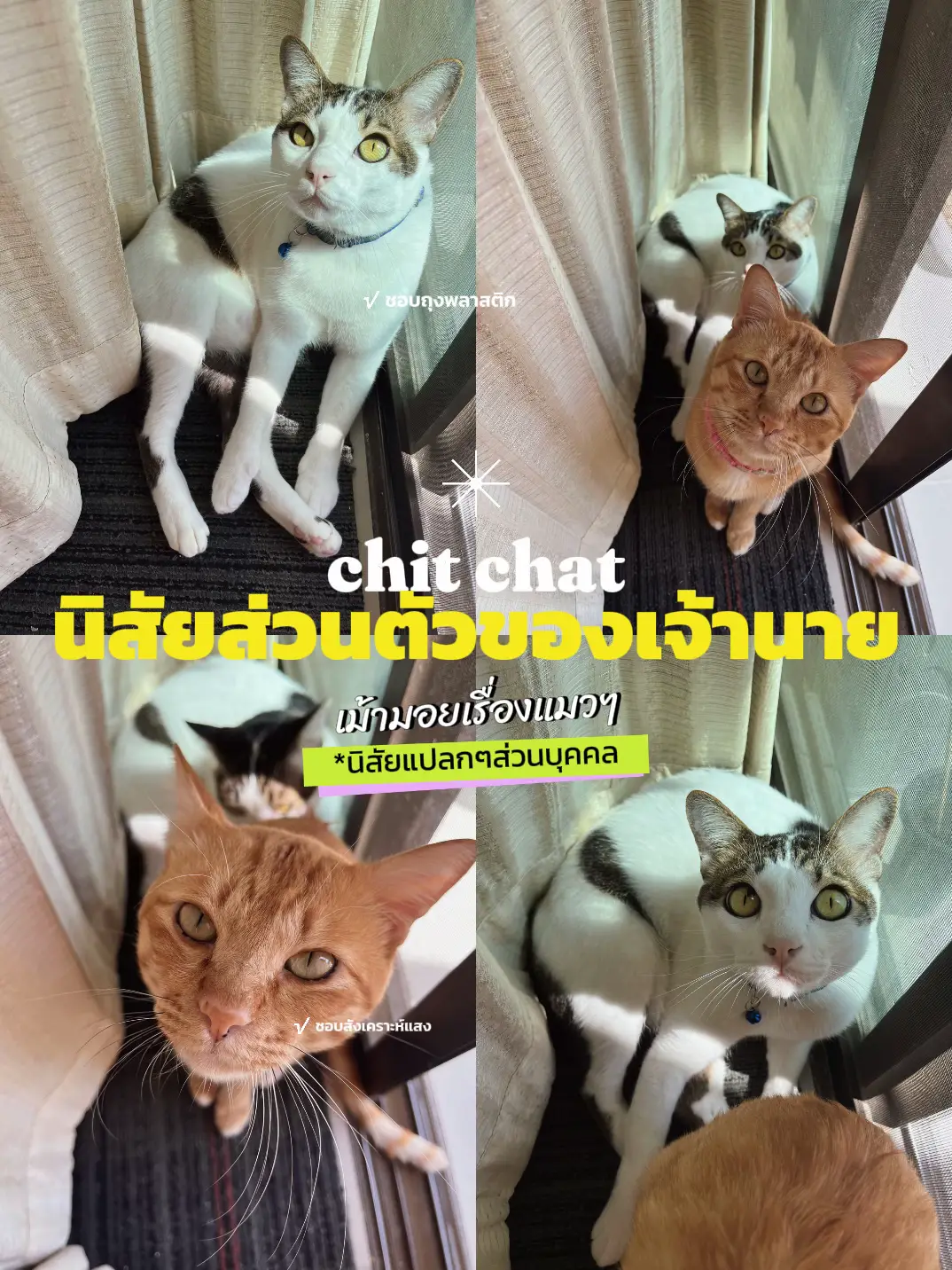 chit chat about meaw meaw ~ 🐱 | แกลเลอรีที่โพสต์โดย Roger rabbit | Lemon8