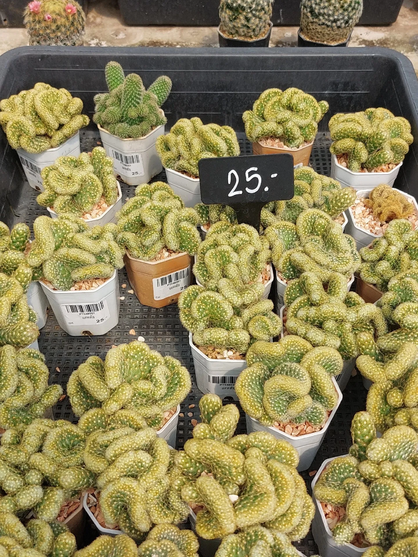 ชะแว๊บ วันนี้พาเที่ยวแอร์ออร์คิด | แกลเลอรีที่โพสต์โดย Kdl_Phirada | Lemon8