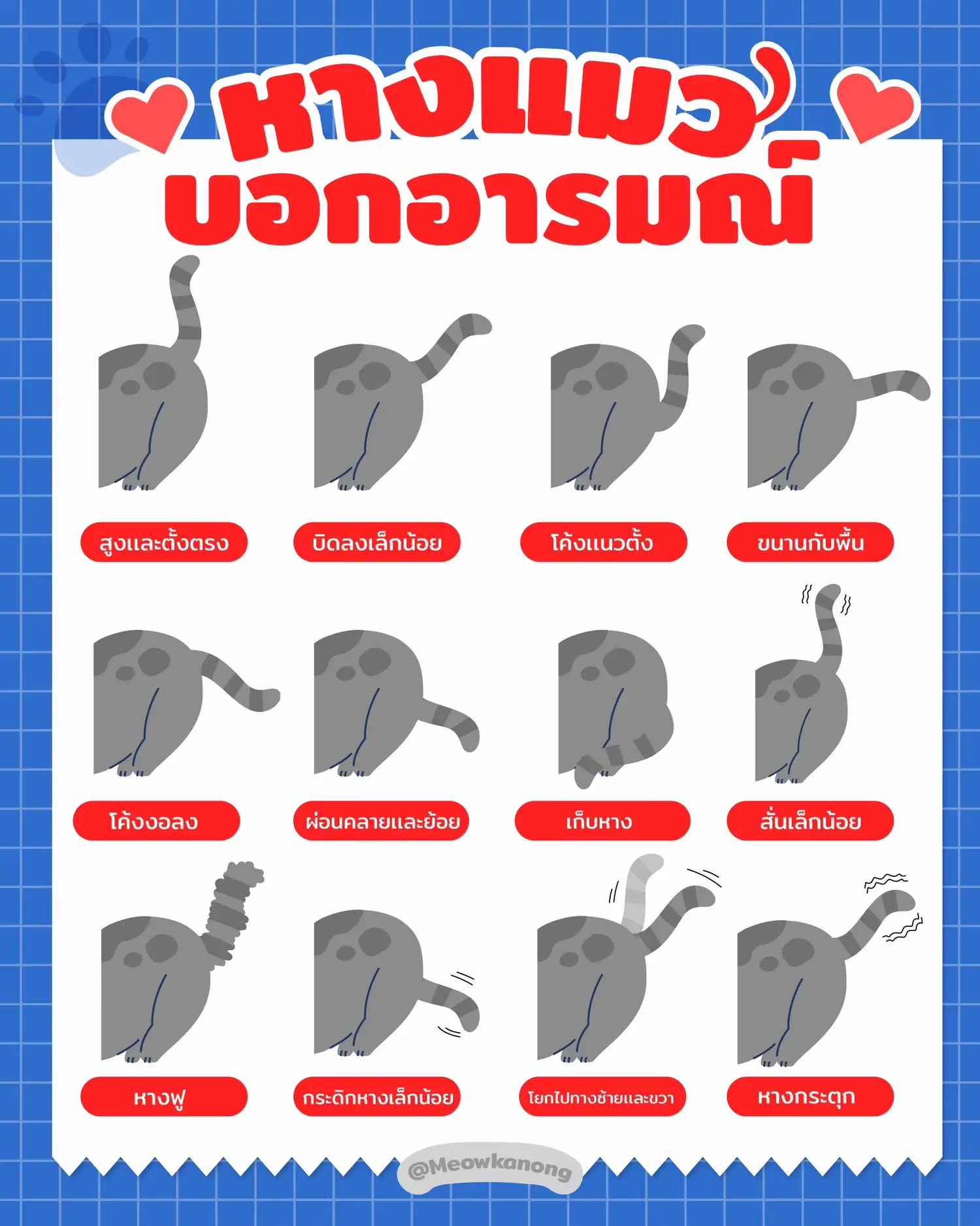 แมวกระดิกหางแปลว่าอะไร - การค้นหาใน Lemon8