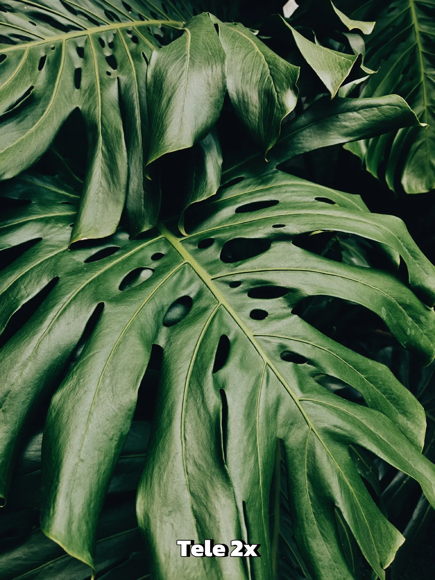 รีวิวกล้องมือถือ Oppo Find X6 Pro 📸 | แกลเลอรีที่โพสต์โดย Daddy Panda ...