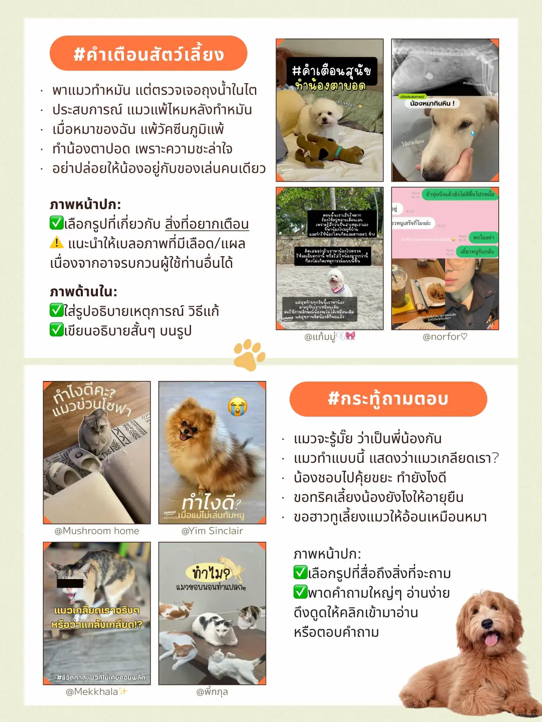 Pet Reviews Call the Top Click!! 😻 Slave the Boss People | Gallery posted by Lemon8_TH | Lemon8