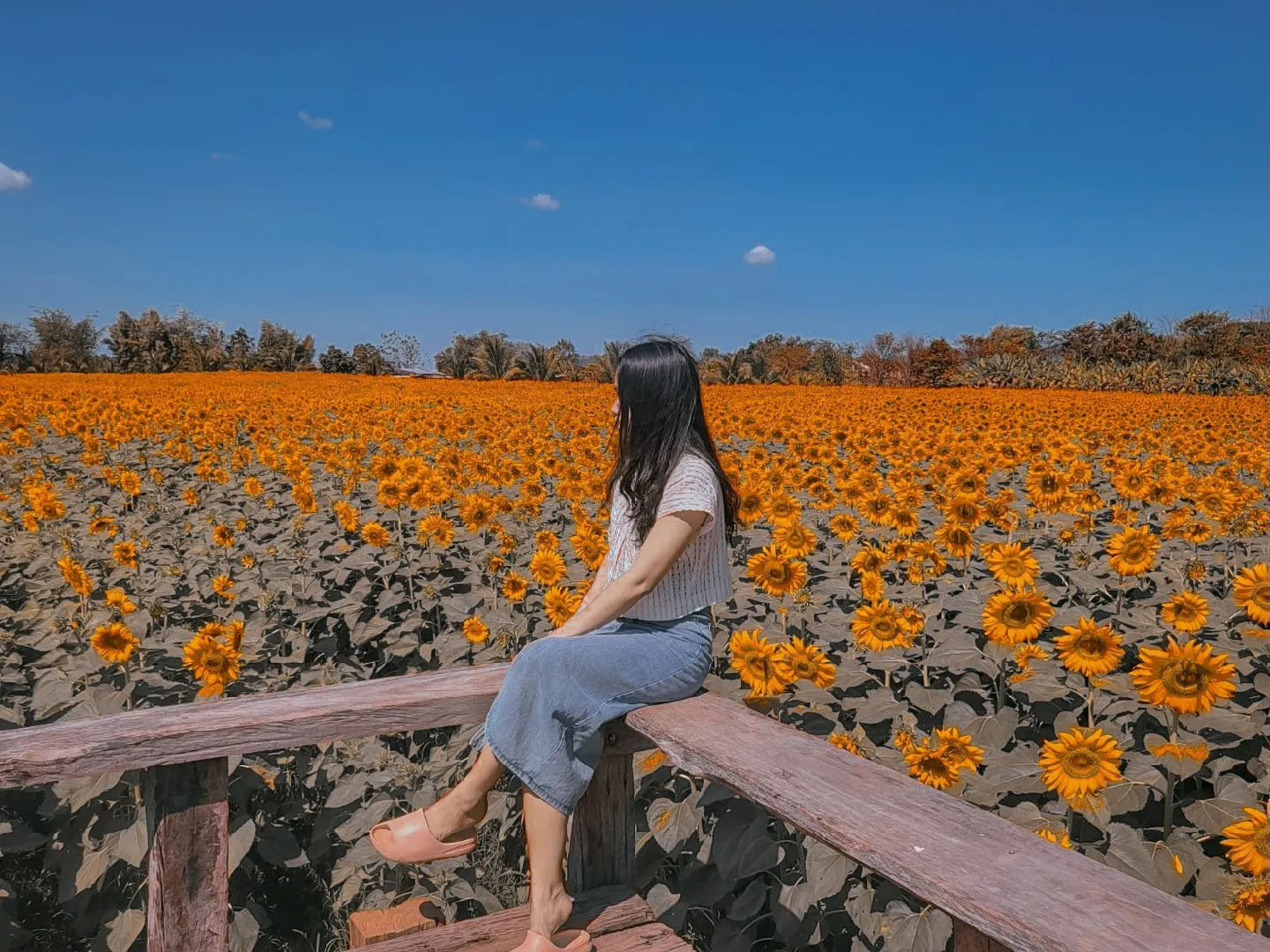 ทุ่งทานตะวัน บ้านไร่เขาจาน จ.สระแก้ว | แกลเลอรีที่โพสต์โดย Aoy | Lemon8