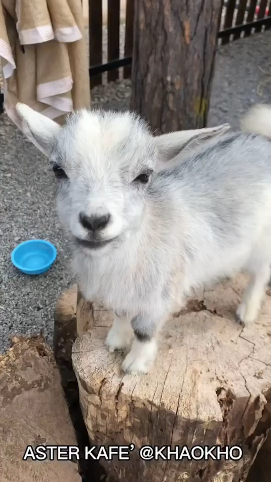 คาเฟ่ เขาค้อ เปิดใหม่ มีแพะแคระ ปิ๊กมี่ | วิดีโอที่เผยแพร่โดย ASTER KAFE’ | Lemon8