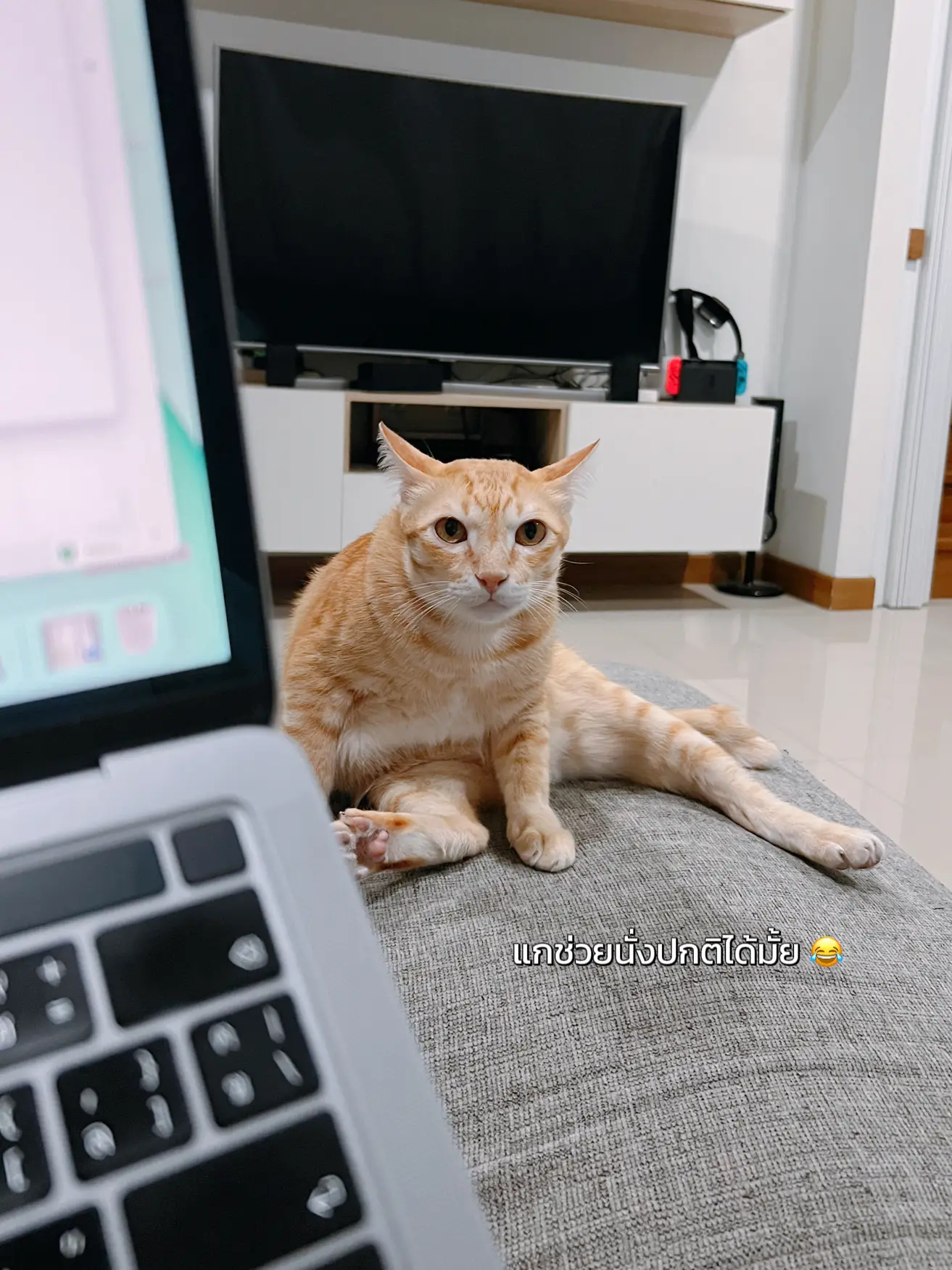 แมวที่บ้านใครแปลกแบบนี้บ้าง 😂 | แกลเลอรีที่โพสต์โดย NOTTHINGTODO 🤔 | Lemon8