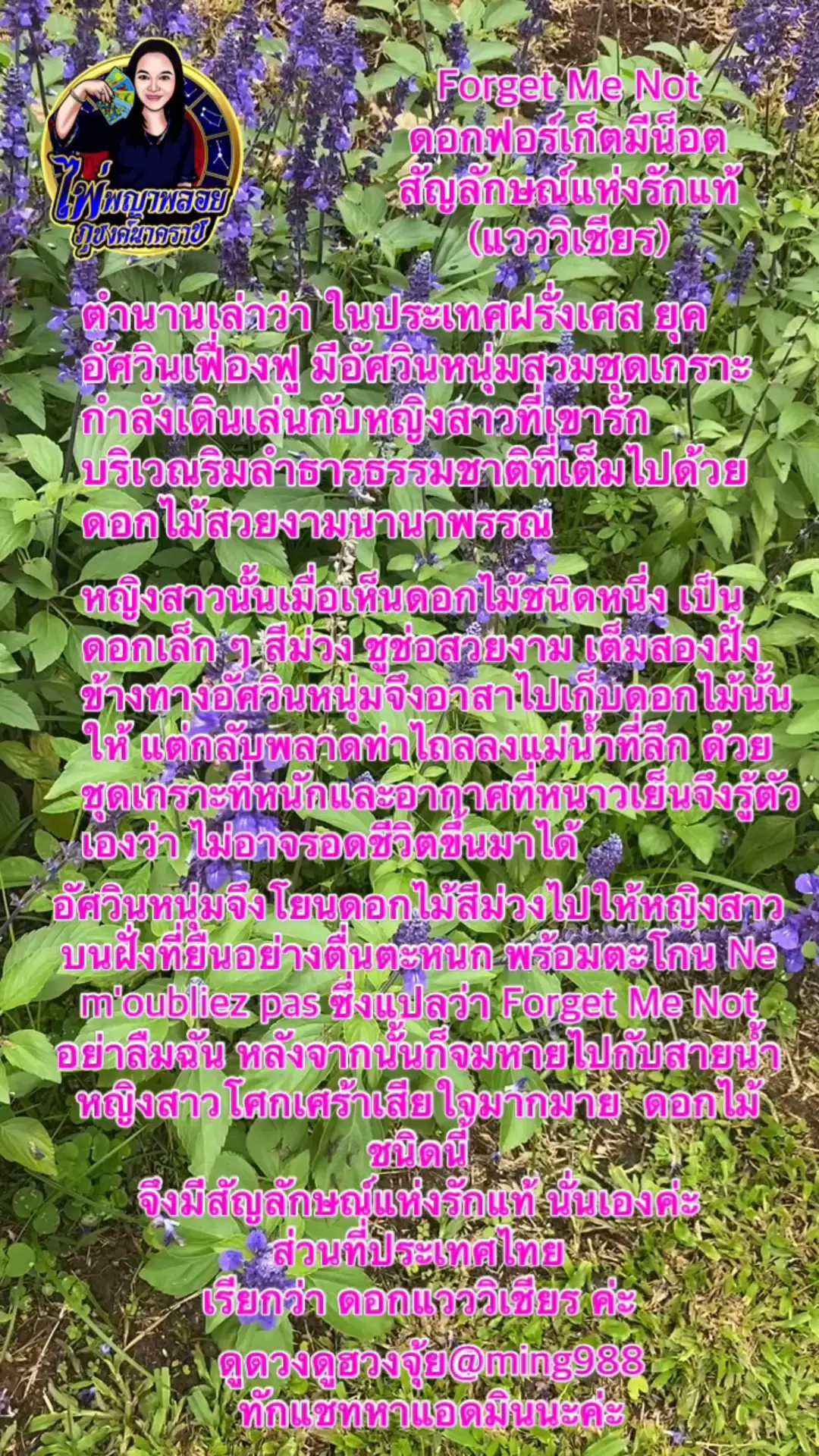 Doi Tung ⭐️ความพอใจ: 🌟🌟🌟🌟 | วิดีโอที่เผยแพร่โดย good luck horo | Lemon8