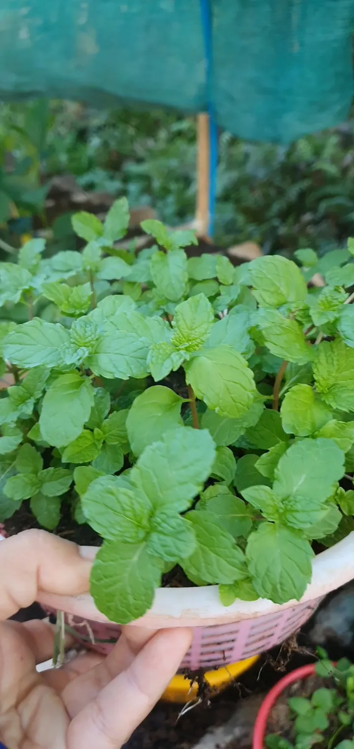 ปลูกสะระเน่ไว้กินทั้งปี | วิดีโอที่เผยแพร่โดย Pam Pam | Lemon8