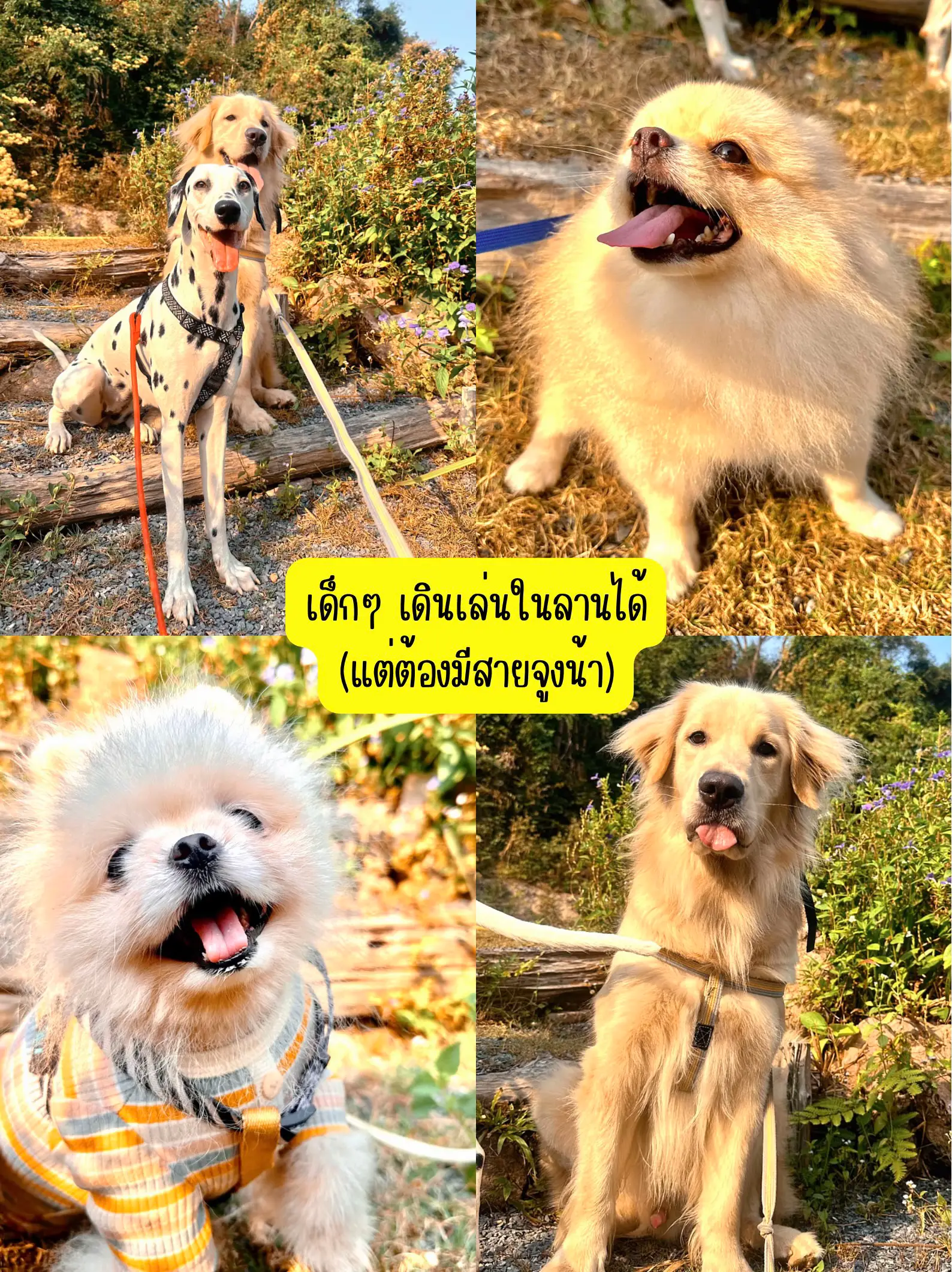 เก็บเป๋าแล้วโก EP.9 : Hoshi Hidden Camp [สระบุรี] 🐶 | แกลเลอรีที่โพสต์ ...