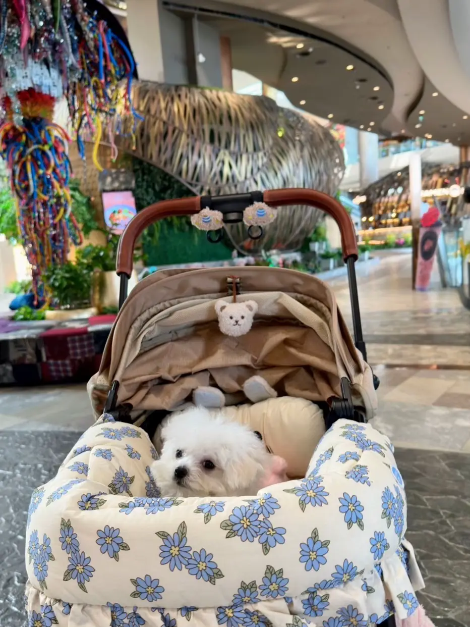 รถเข็นน้องหมา ไอเทมที่คนรักหมาต้องมี🐶🧡 | แกลเลอรีที่โพสต์โดย หมาNami ...