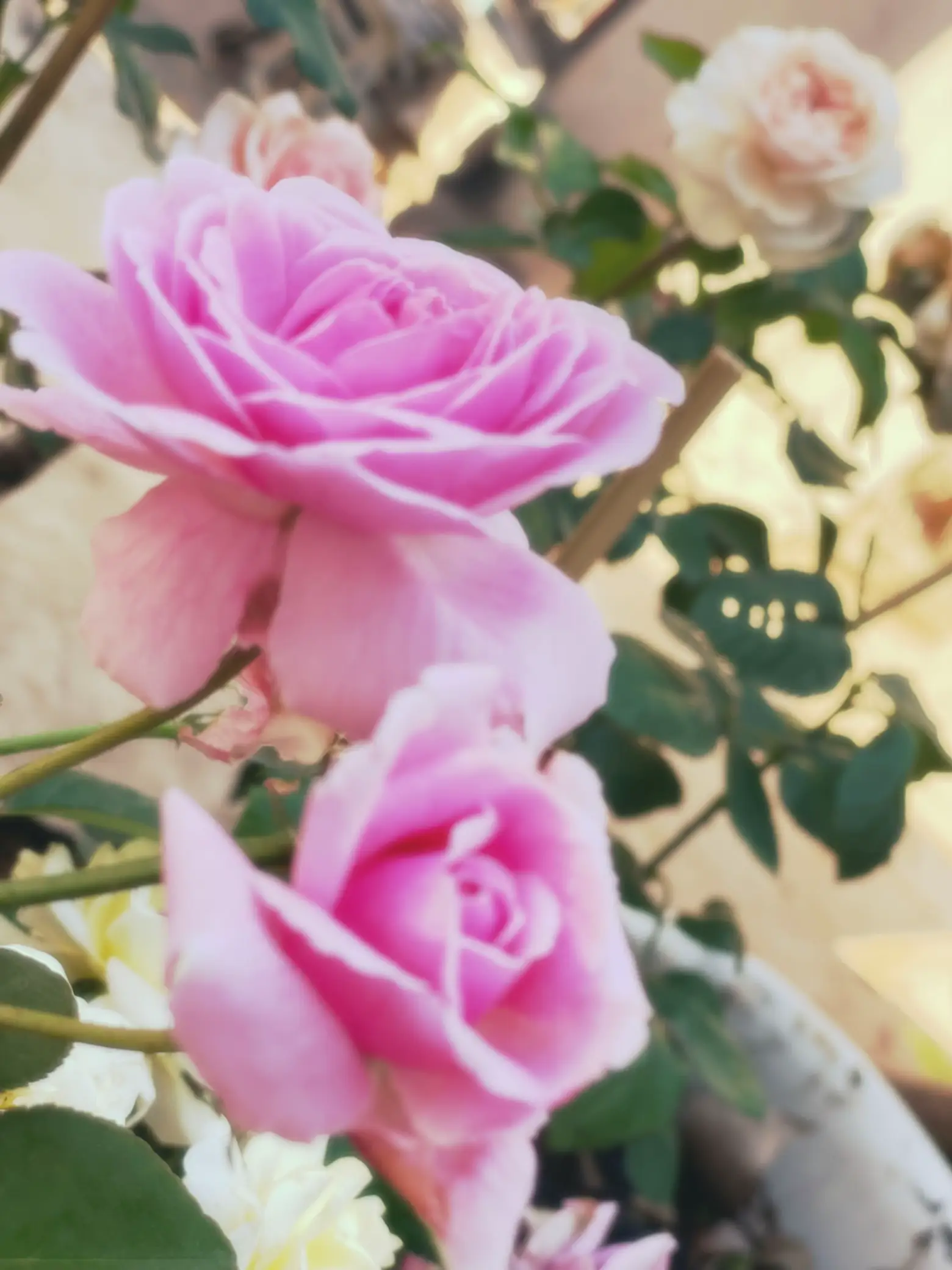 Raise roses together🌥️ | Gallery posted by Wapakaew Napa | Lemon8