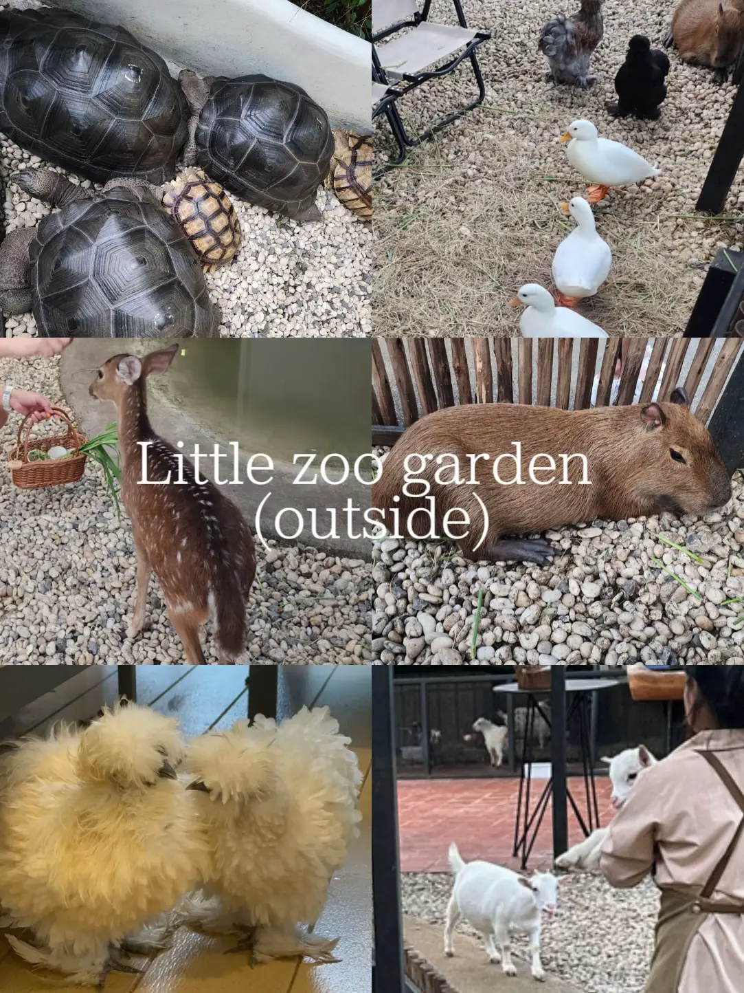 Little zoo Garden in BKK 🥰 | Gallery posted by Honey | Lemon8