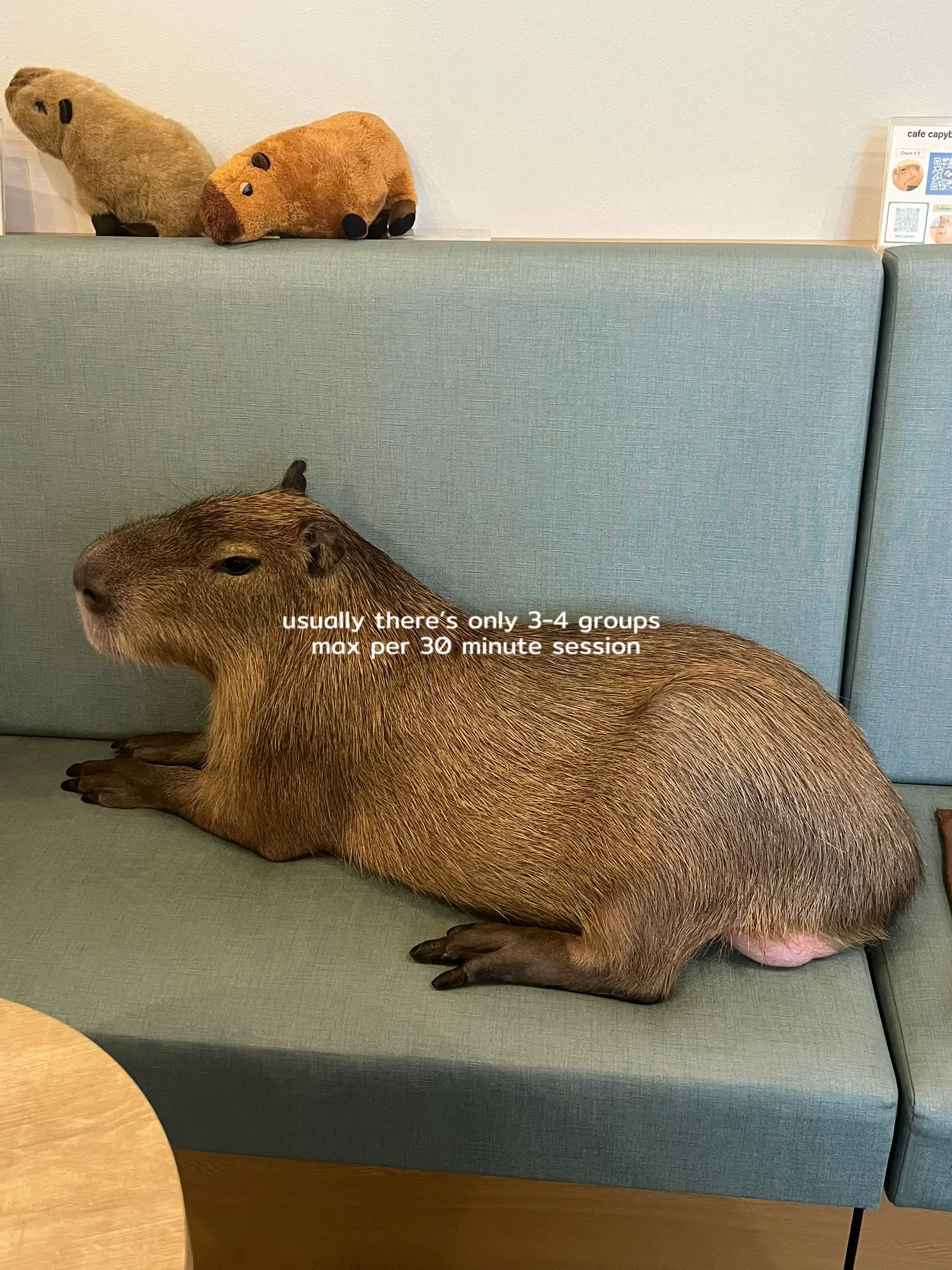 i went to a capybara cafe in tokyo🇯🇵 | แกลเลอรีที่โพสต์โดย Mandy Wong ...