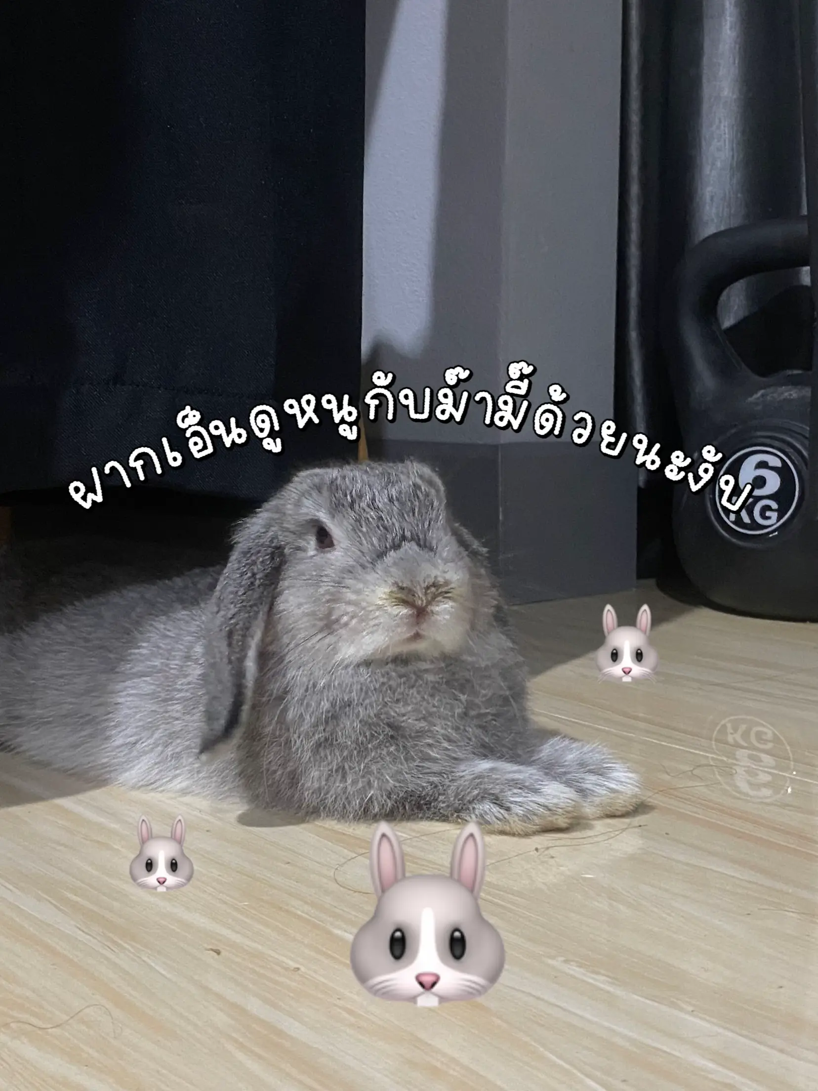 เลี้ยงกระต่ายครั้งแรก🐰 | แกลเลอรีที่โพสต์โดย Bua Bua | Lemon8