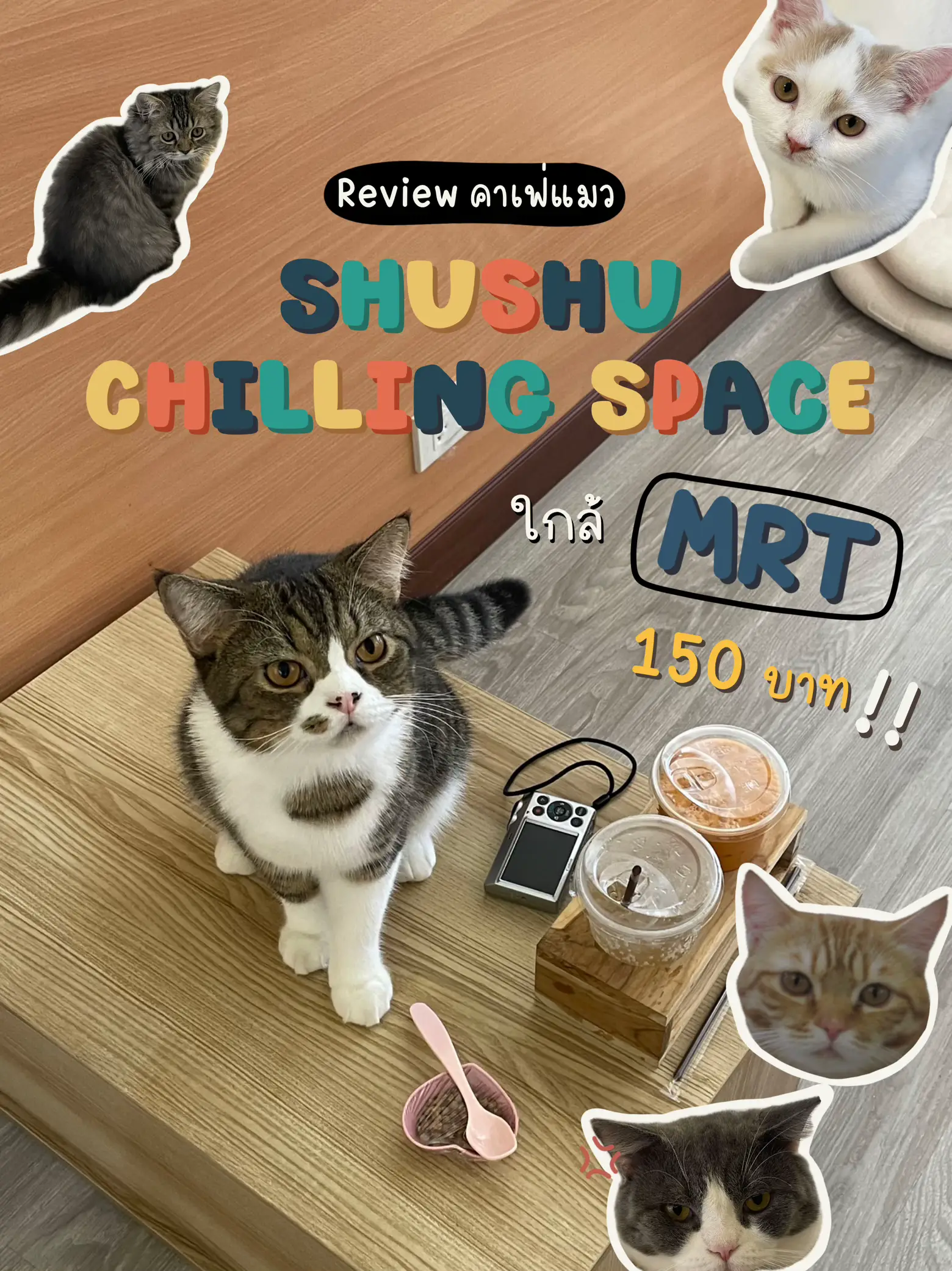 🍵🐈 คาเฟ่น้องแมว Shushu Chilling Space ใกล้ MRT | แกลเลอรีที่โพสต์โดย ...