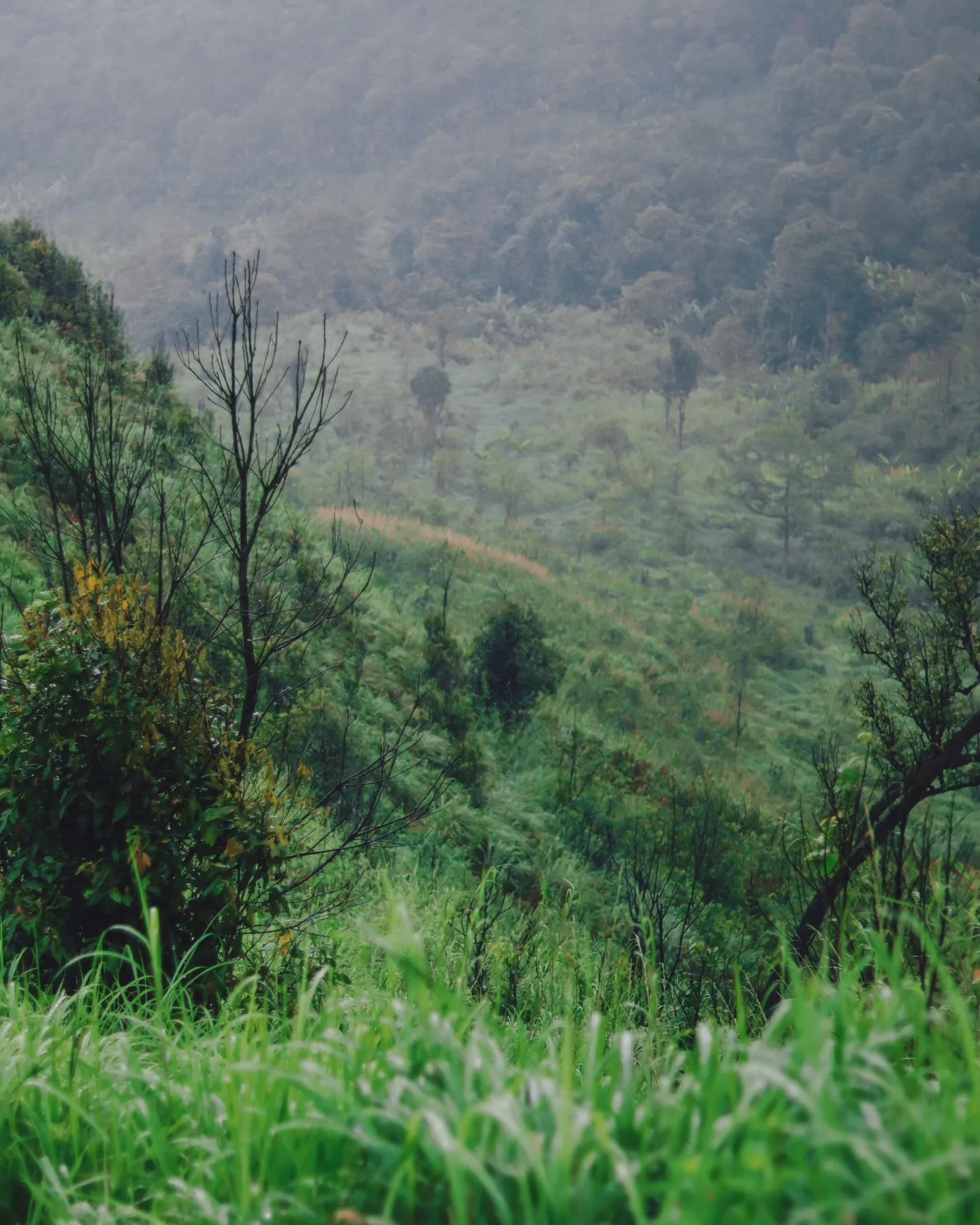 Doi Chang | ดอยช้าง เชียงราย | แกลเลอรีที่โพสต์โดย Pretty Clear 🌷 | Lemon8