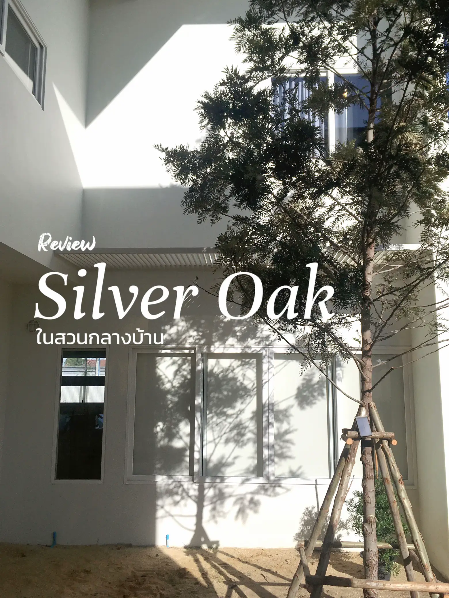 Review ต้นซิลเวอร์โอ๊คในสวนกลางบ้าน 🌳 | แกลเลอรีที่โพสต์โดย yu.t.baan | Lemon8