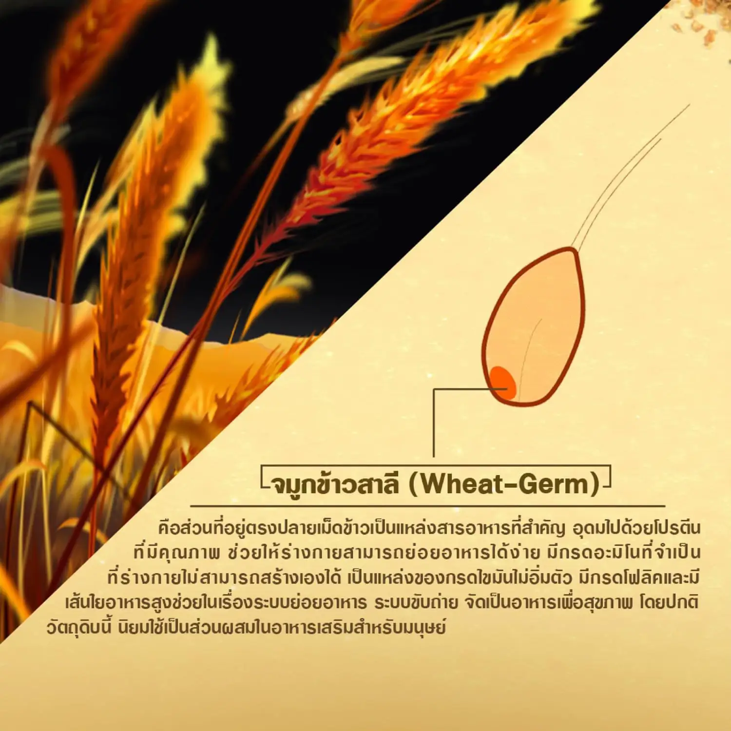 Wheat germ จมูกข้าวสาลีกับอาหารปลา | แกลเลอรีที่โพสต์โดย Sutha | Lemon8