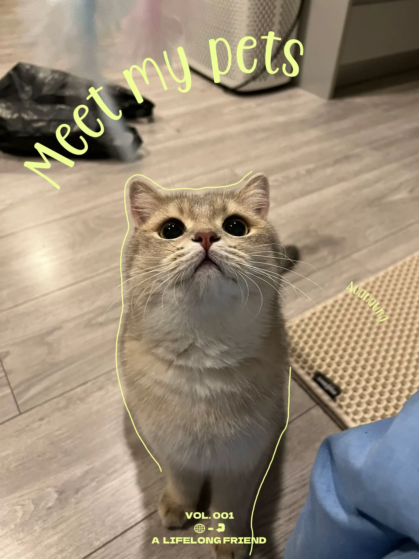 อ้วนอุ๋งเป็นแมวโตแล้วงับ | แกลเลอรีที่โพสต์โดย Auan-aung | Lemon8