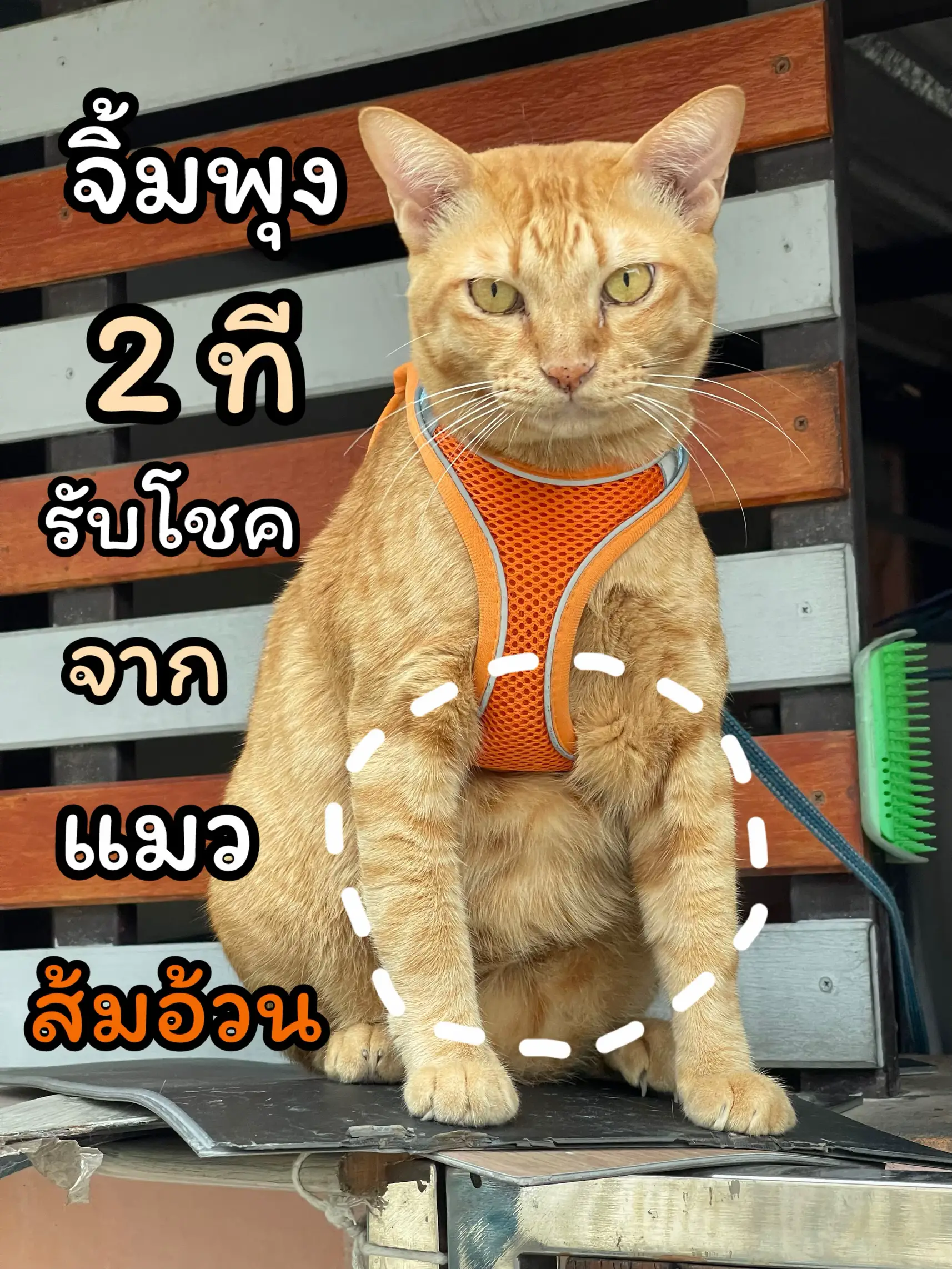 ไม่เชื่ออย่าลบหลู่ ️ | แกลเลอรีที่โพสต์โดย Parapach_Meen | Lemon8