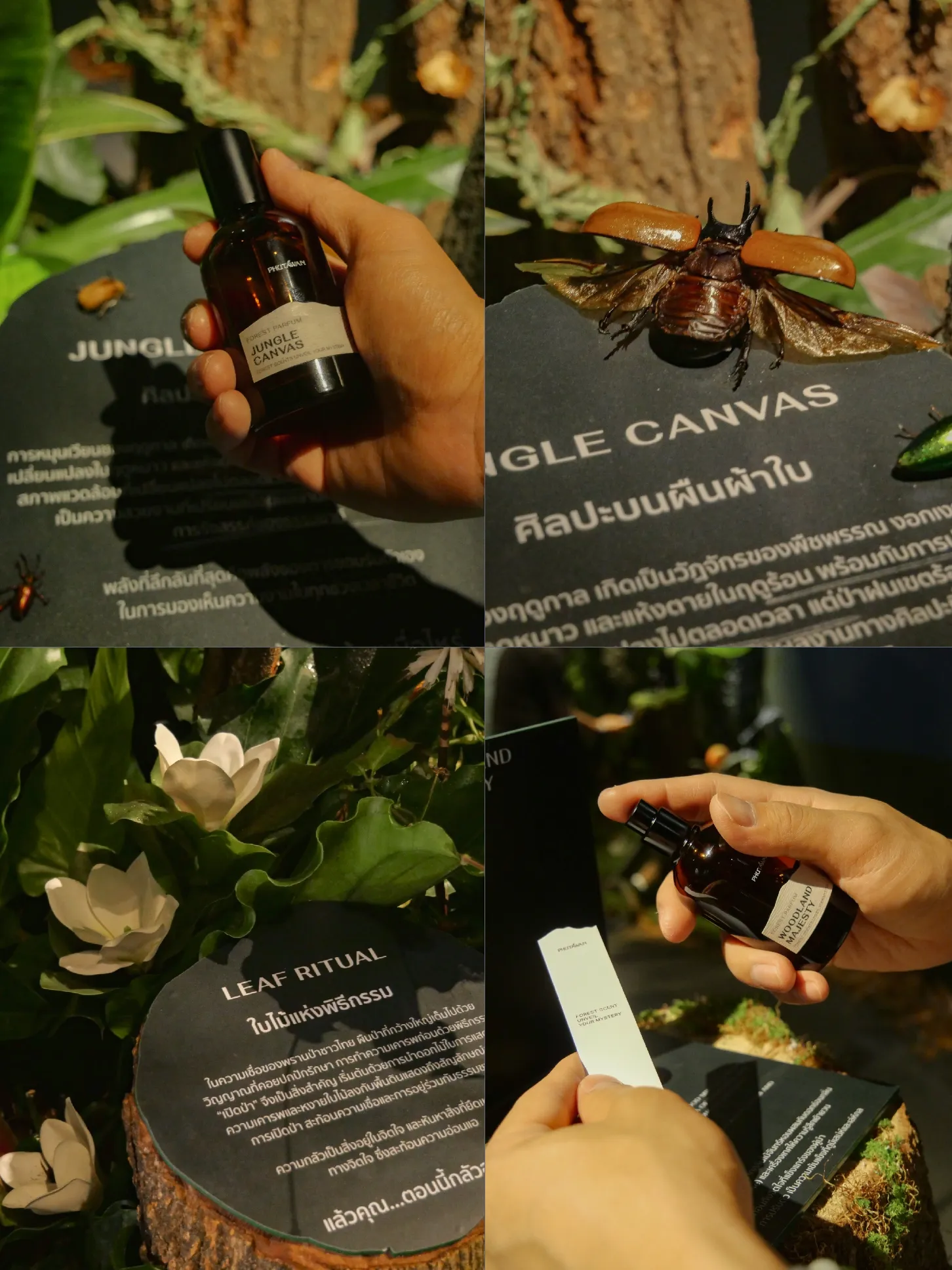 Forest Scent - Unveil Your Mystery ป่า และ น้ำหอม | แกลเลอรีที่โพสต์โดย ...